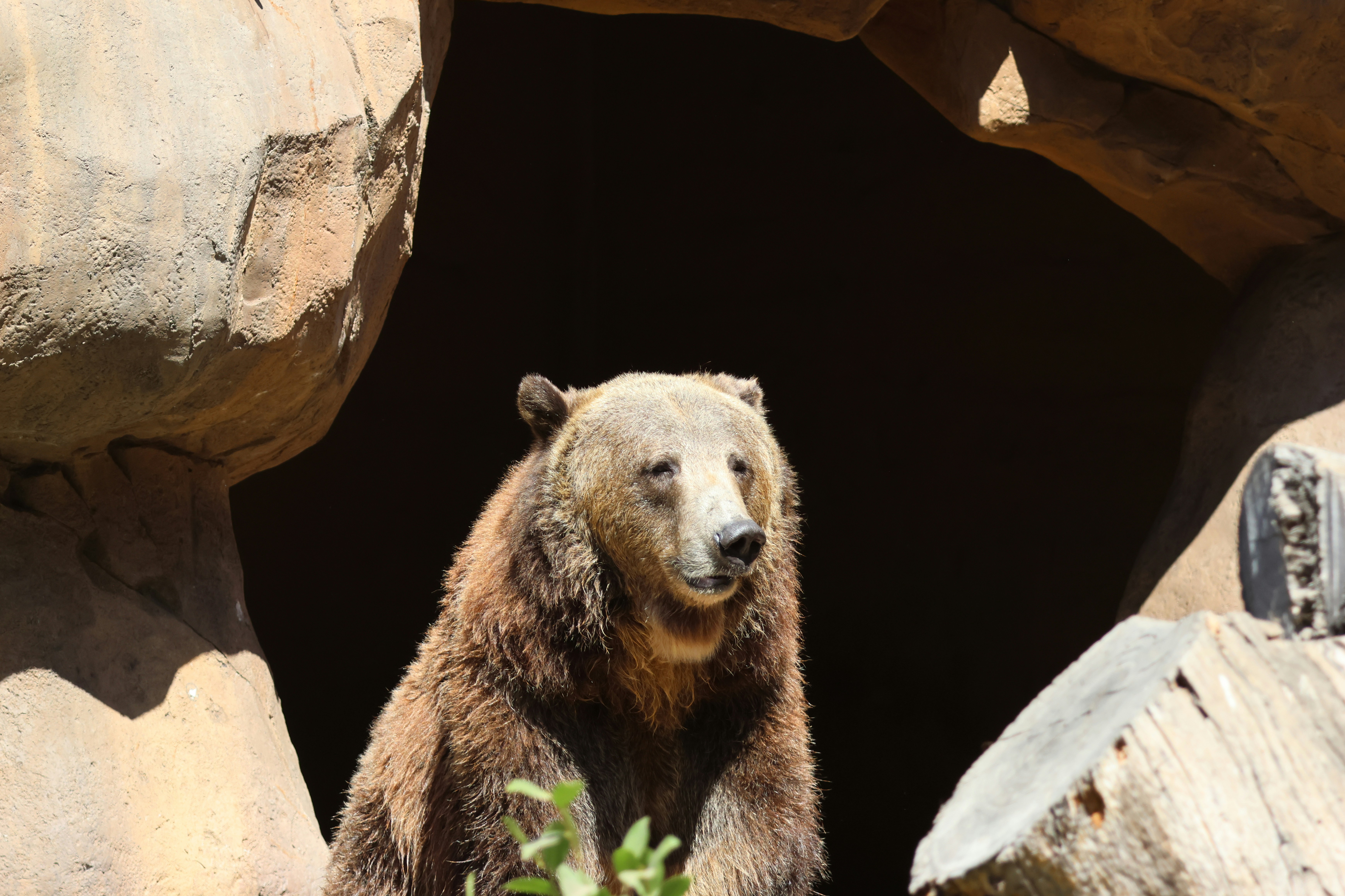 Grizzly Emergence: A Bear Guarding the Cave Threshold