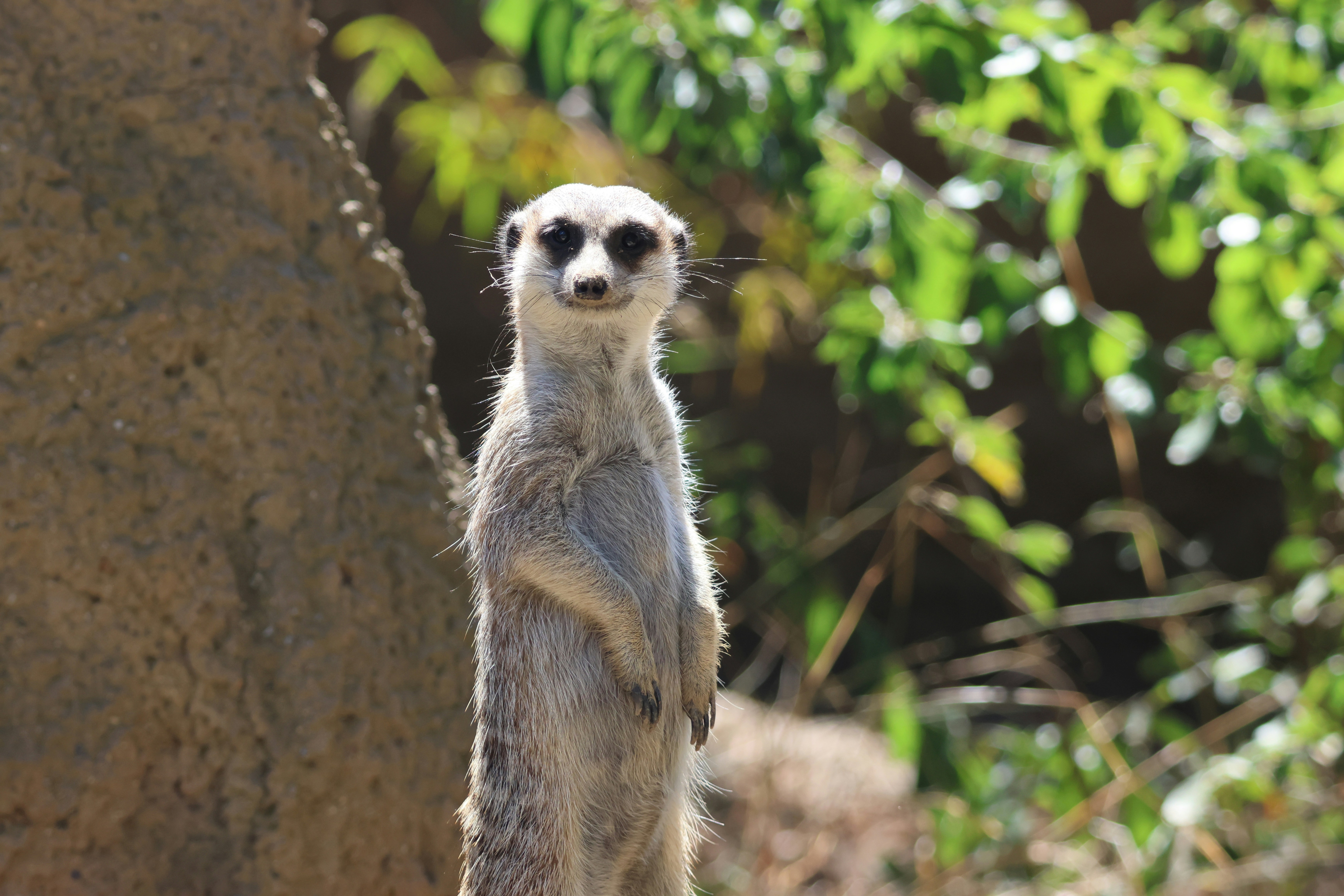 Curious Sentinel: A meerkat poised beside a sunlit burrow