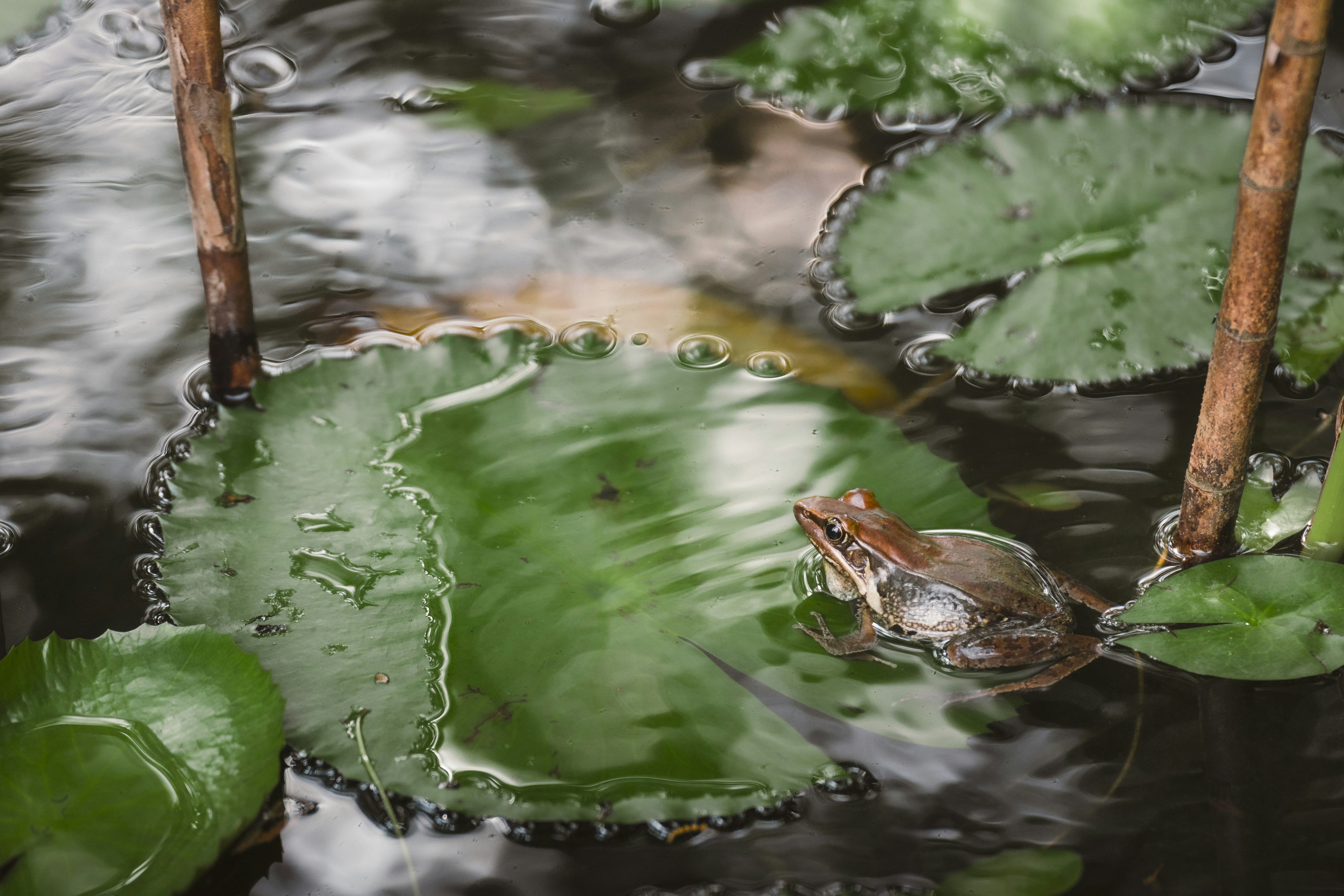Frog beside rippling water and glossy lily pad