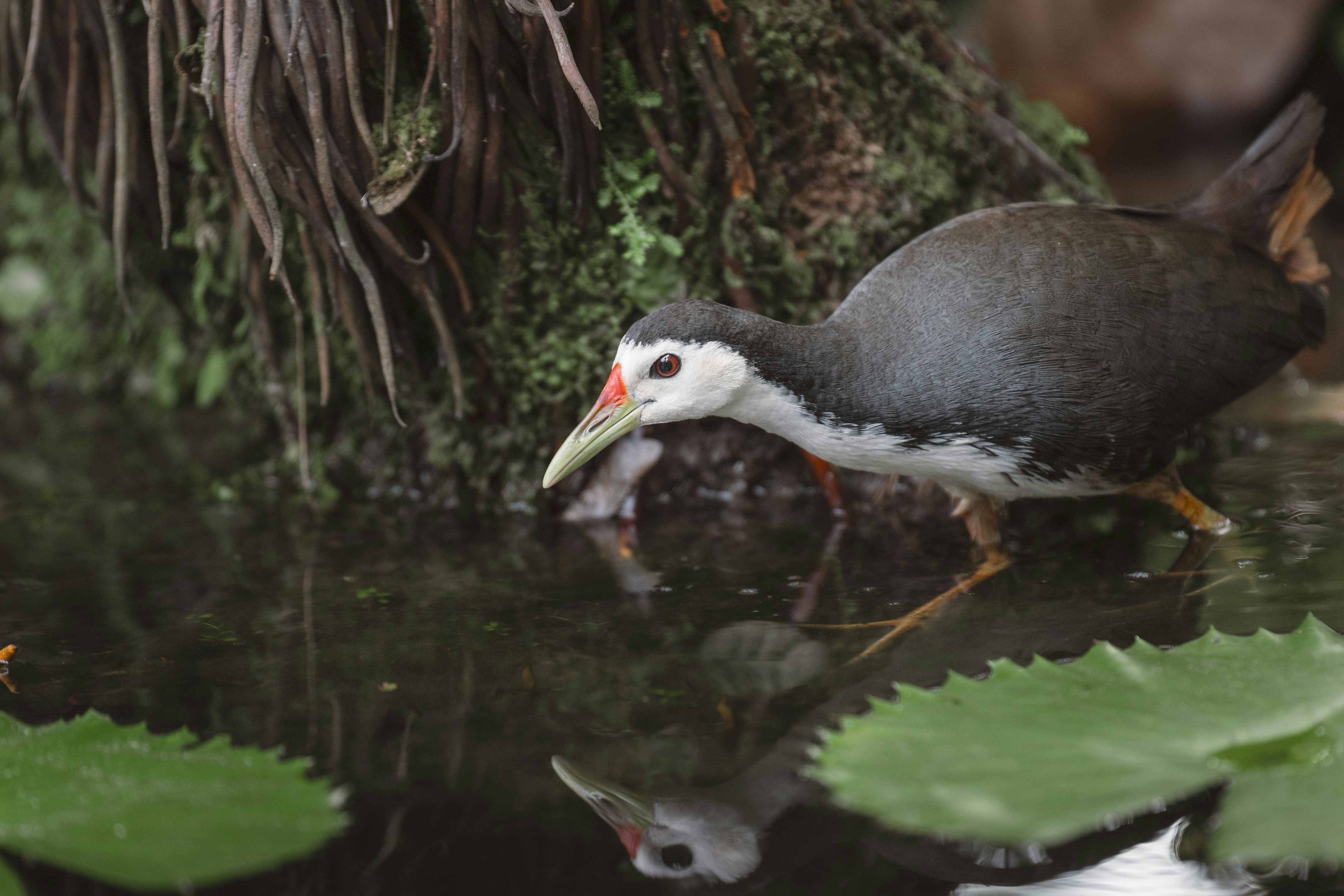 Black-crowned Nicobar Heron at Still Water