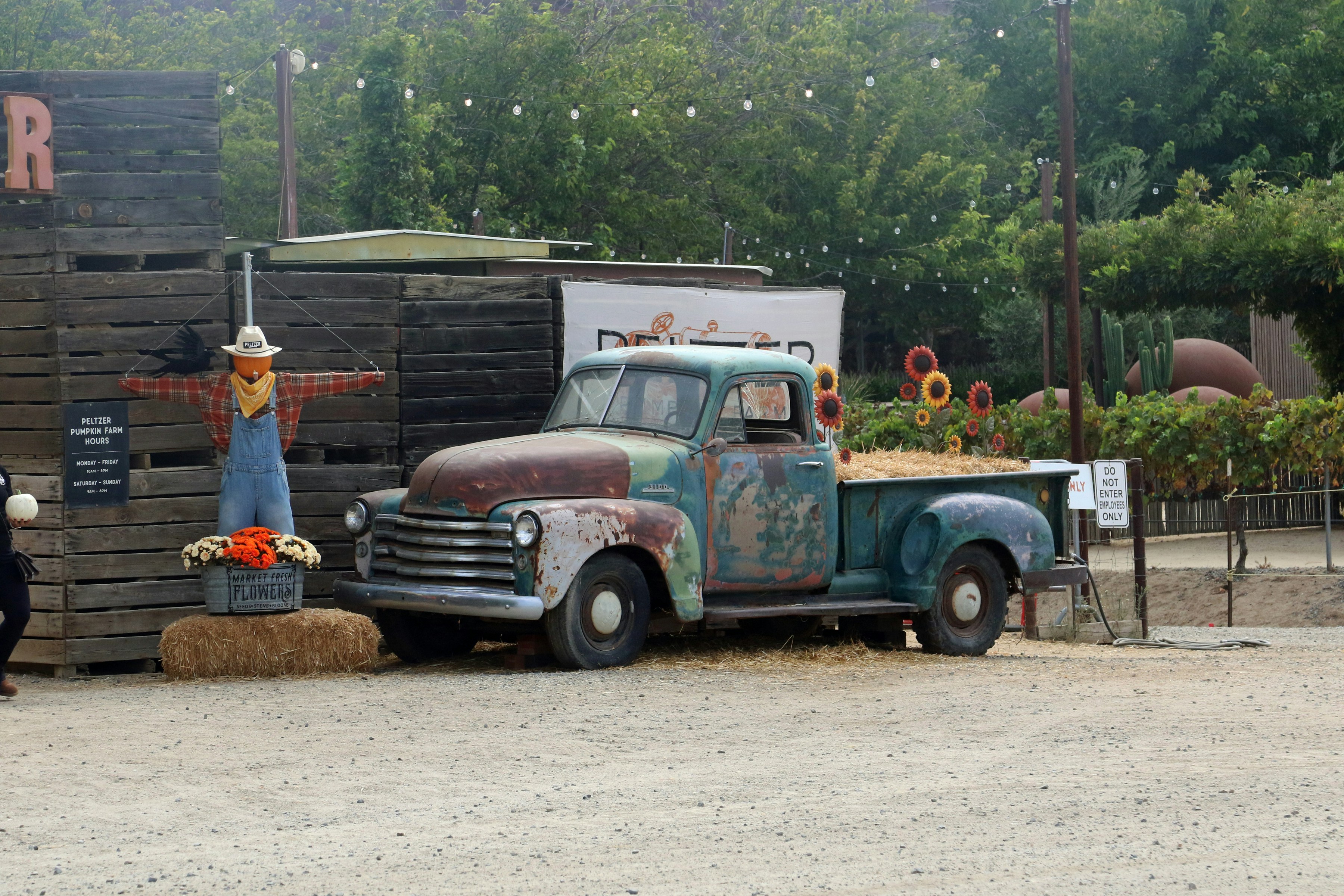 Rusty Pickup at the Sunflower Stand
