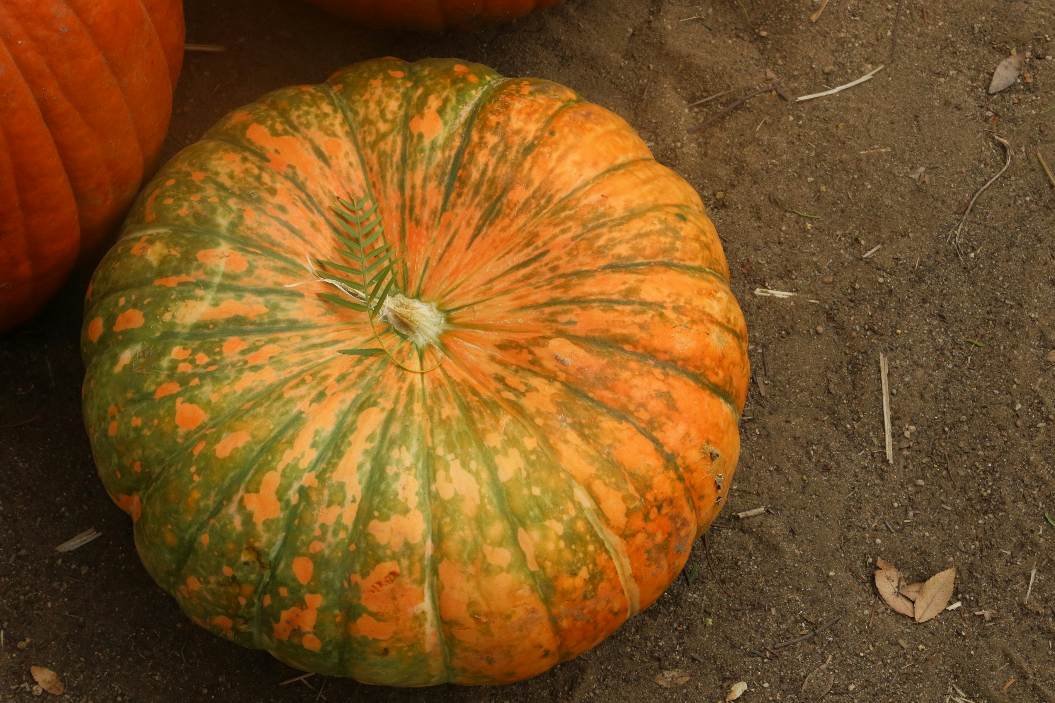 A large orange and green pumpkin resting on brown soil