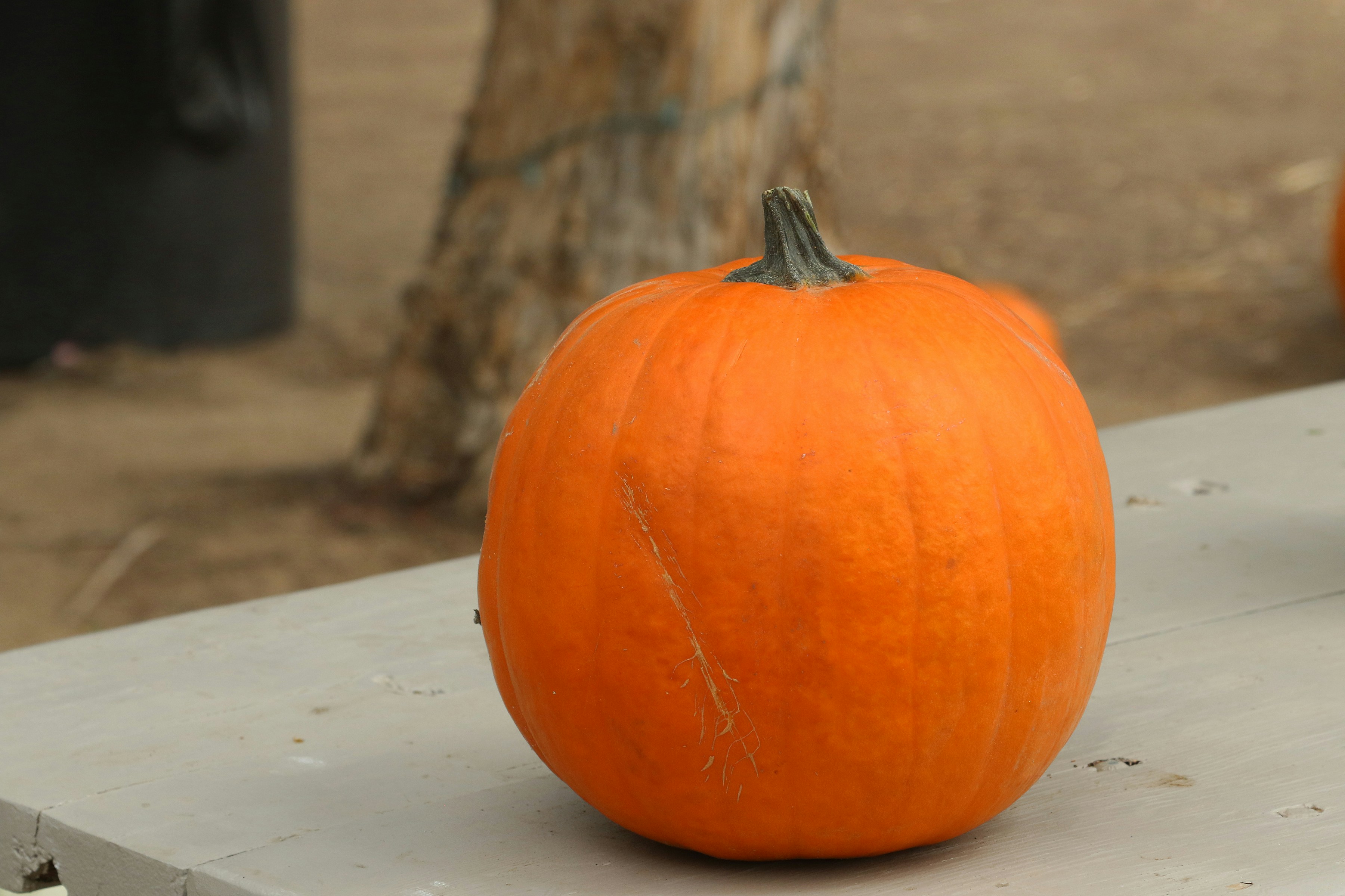 Pumpkin on a Weathered Platform Under Soft Autumn Light