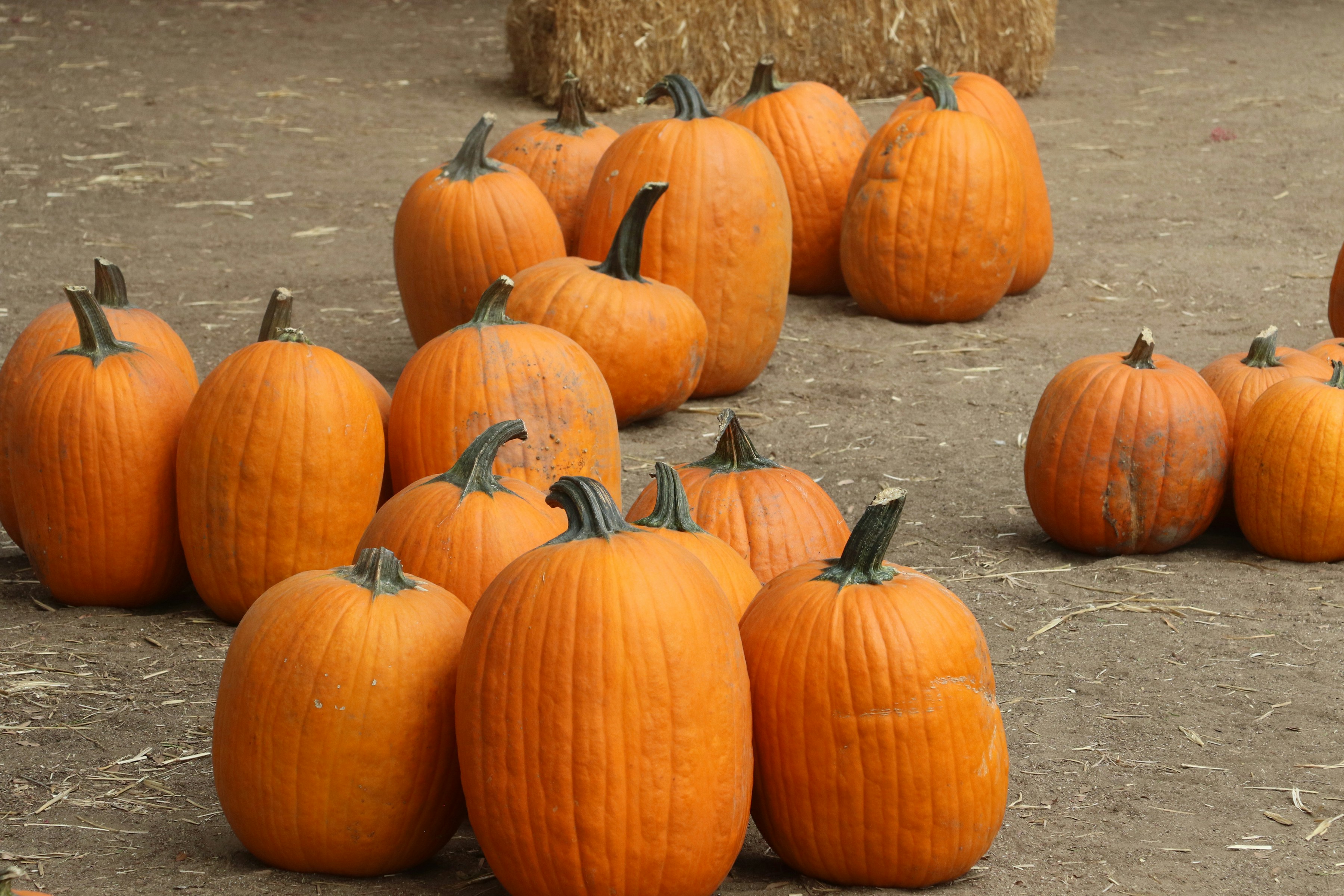 Autumn Harvest: A Clump of Pumpkins Resting on Earthen Ground