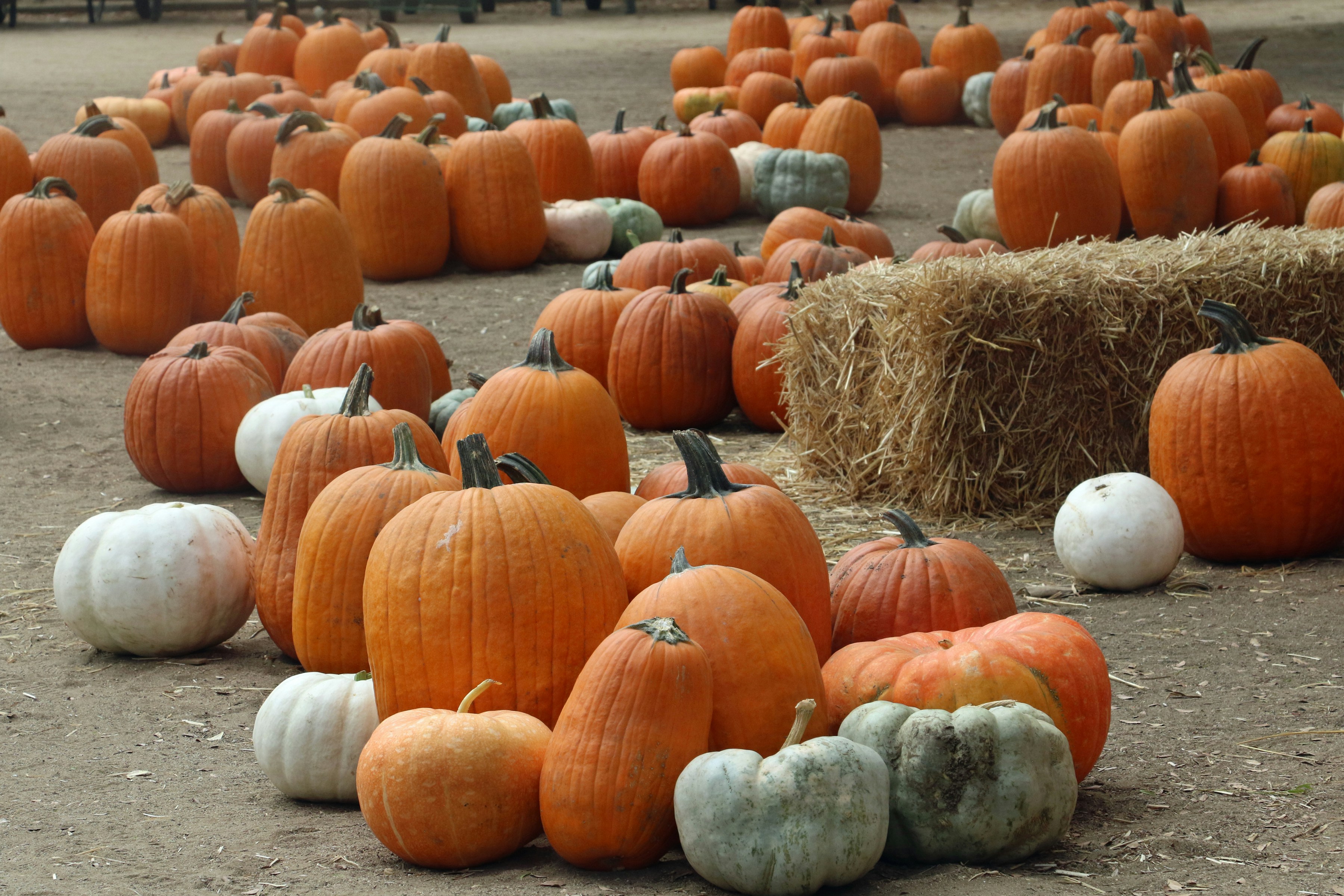 Harvest tableau: pumpkins crowd a dusty yard under soft autumn light