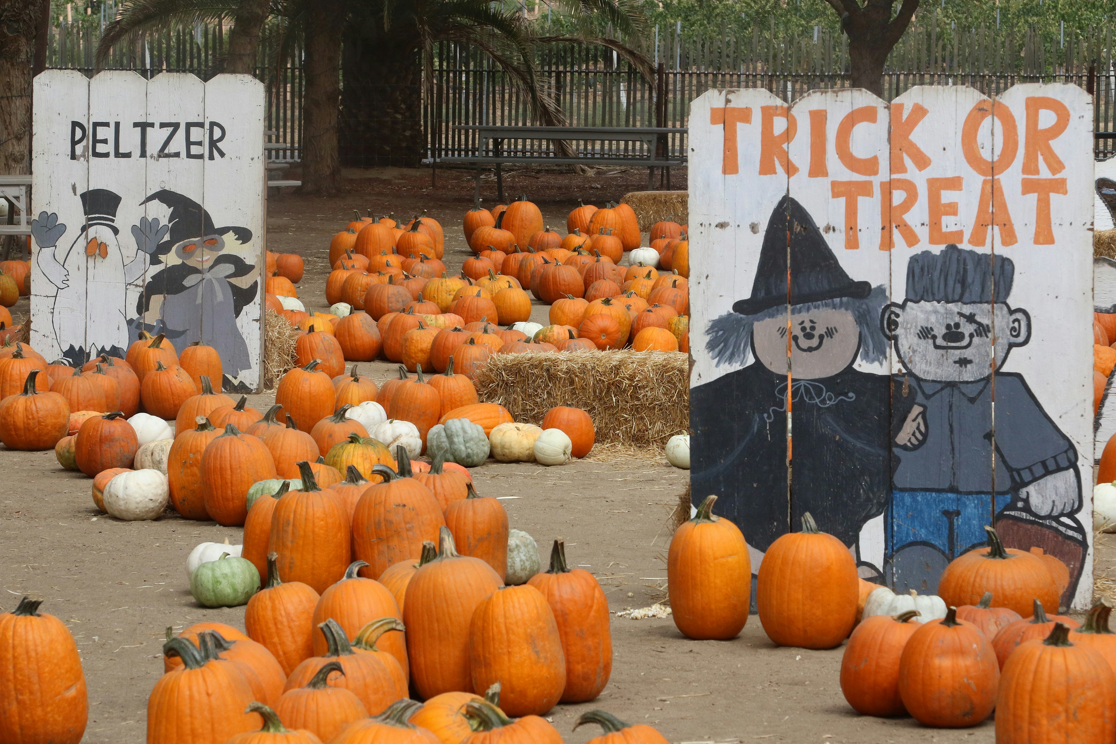 Pumpkin Patch at Trick-or-Treat Corner