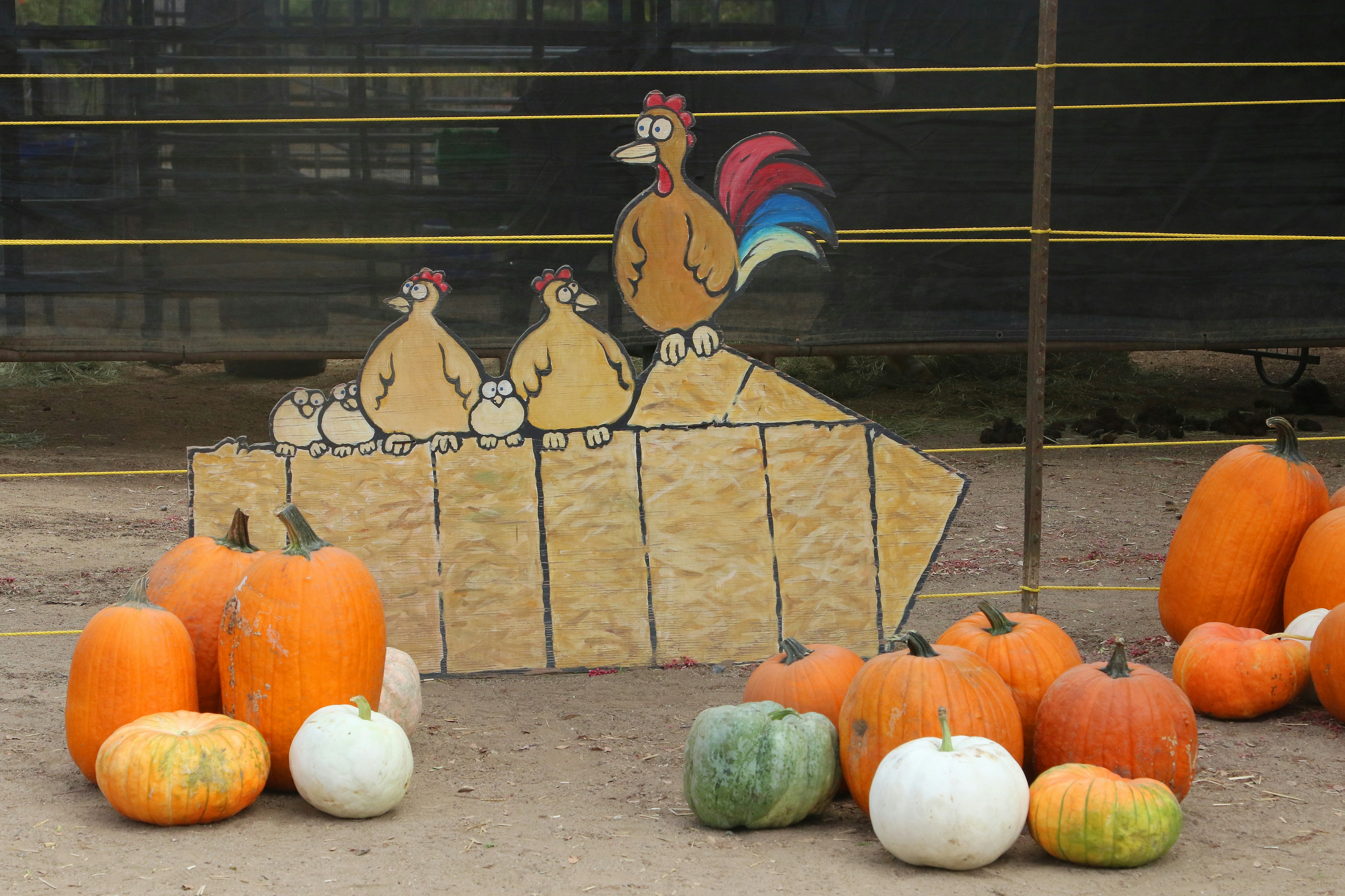 Colorful Pumpkin Still Life Framed by a Painted Hen Coop