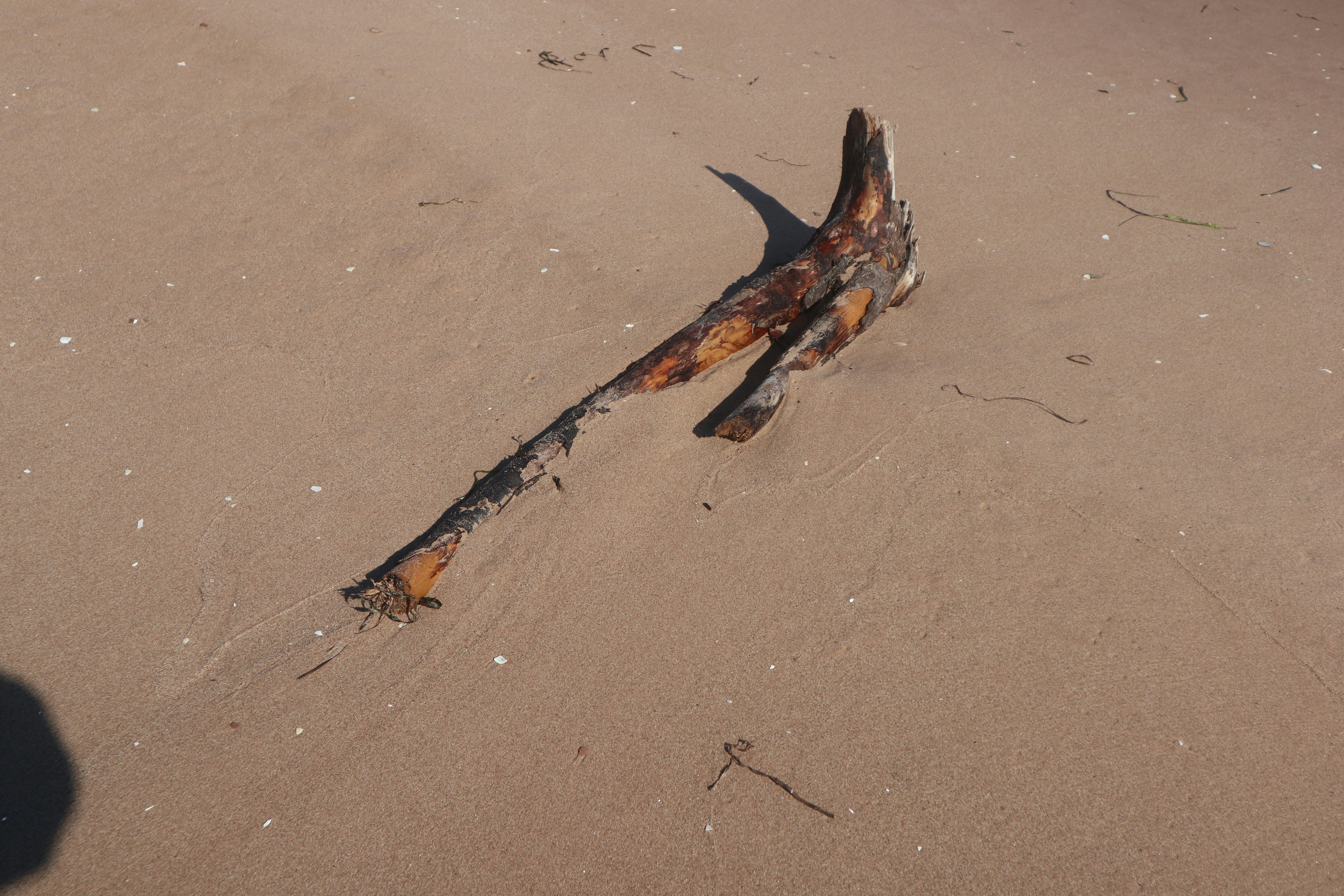 Driftwood on Quiet Beach: A Lone Relic in Sand
