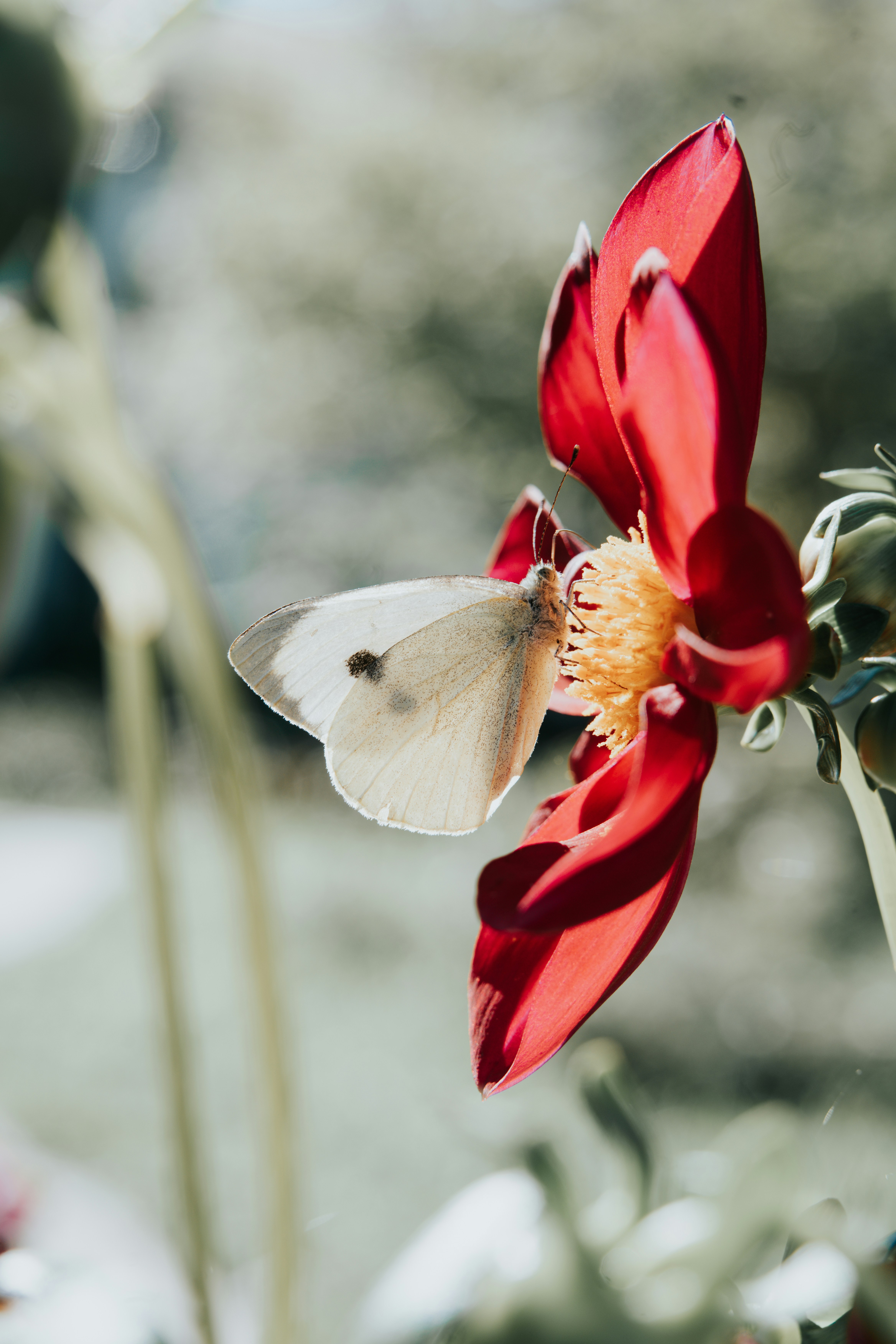 Crimson Bloom and a Whisper of Wings