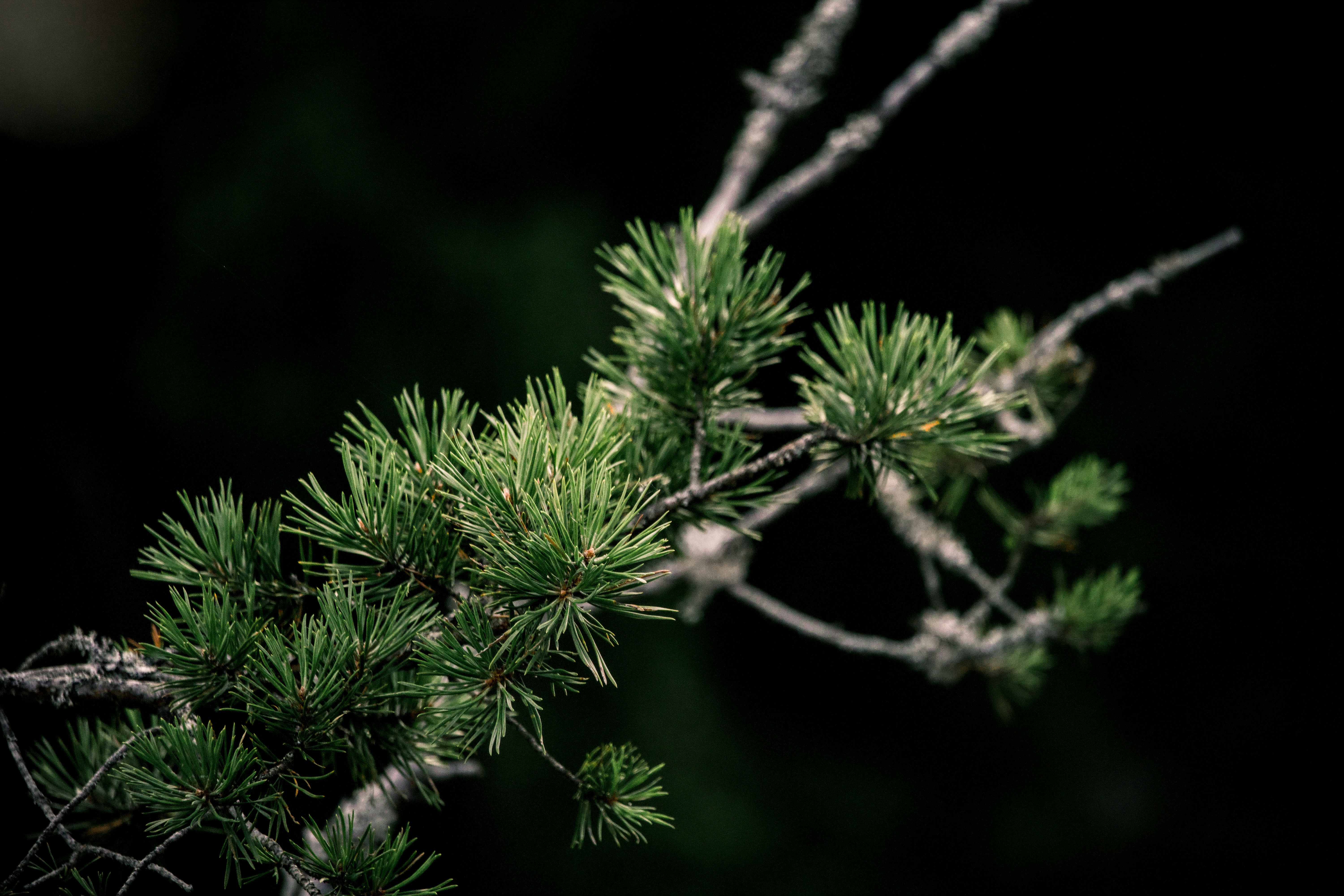 Close-Up Pine Needles: Forest Greenery in Sharp Focus
