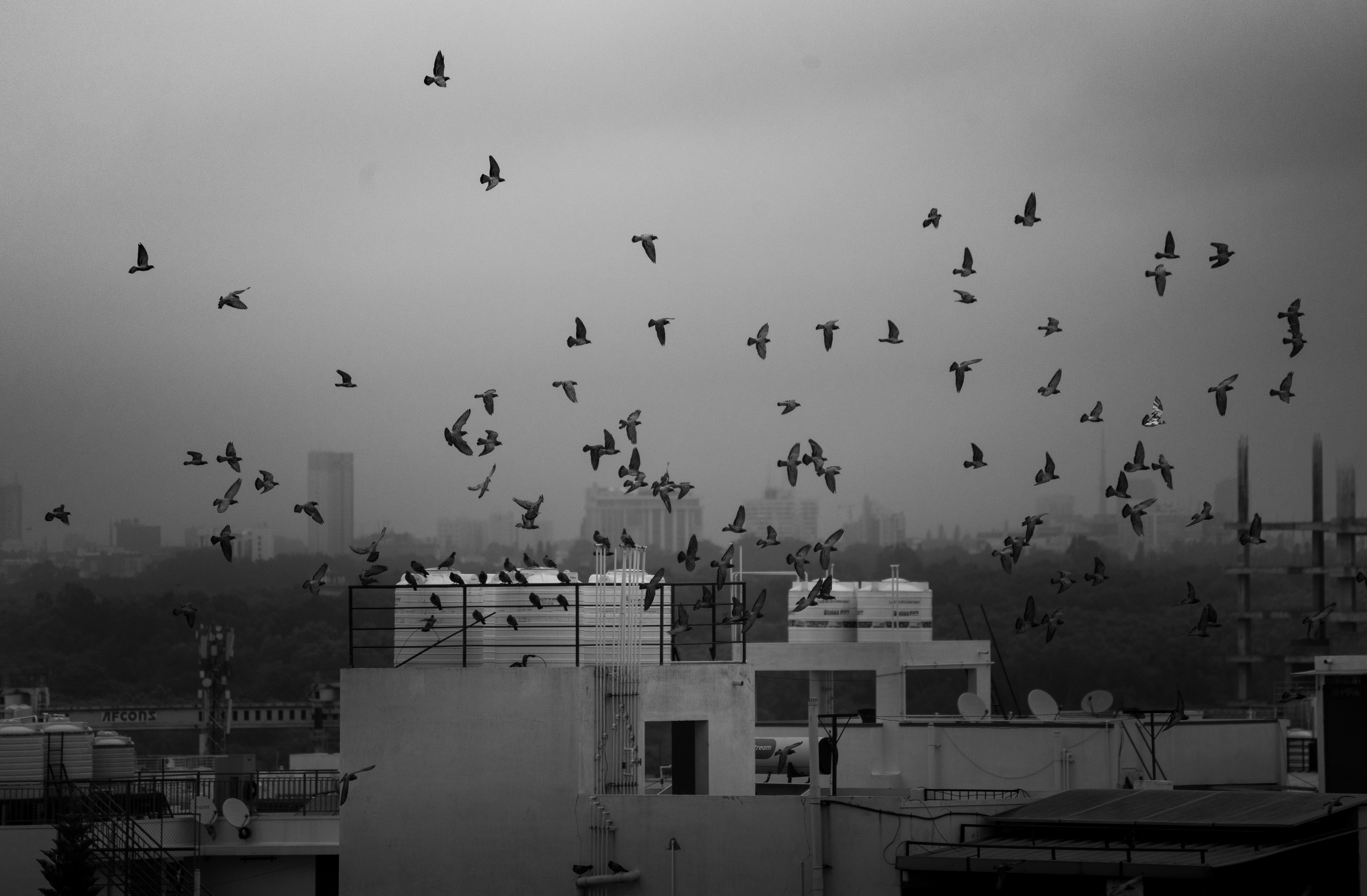 When the sky becomes a place to feel free. 🕊️🖤 Hundreds of wings moving through a quiet, grey morning—each bird carrying its own direction, its own story, its own destination. Against the distant city skyline, this moment feels like a reminder that freedom doesn’t always need a clear path; sometimes, you just have to spread your wings. The city may build walls around us, but the sky still belongs to everyone. #BirdPhotography #BirdsOfInstagram #BirdsOfIndia #BirdLovers #WildlifePhotography #UrbanWildlife #BirdWatching #BirdsInFlight #FlyingBirds #Freedom #FreedomInFlight #Cityscape