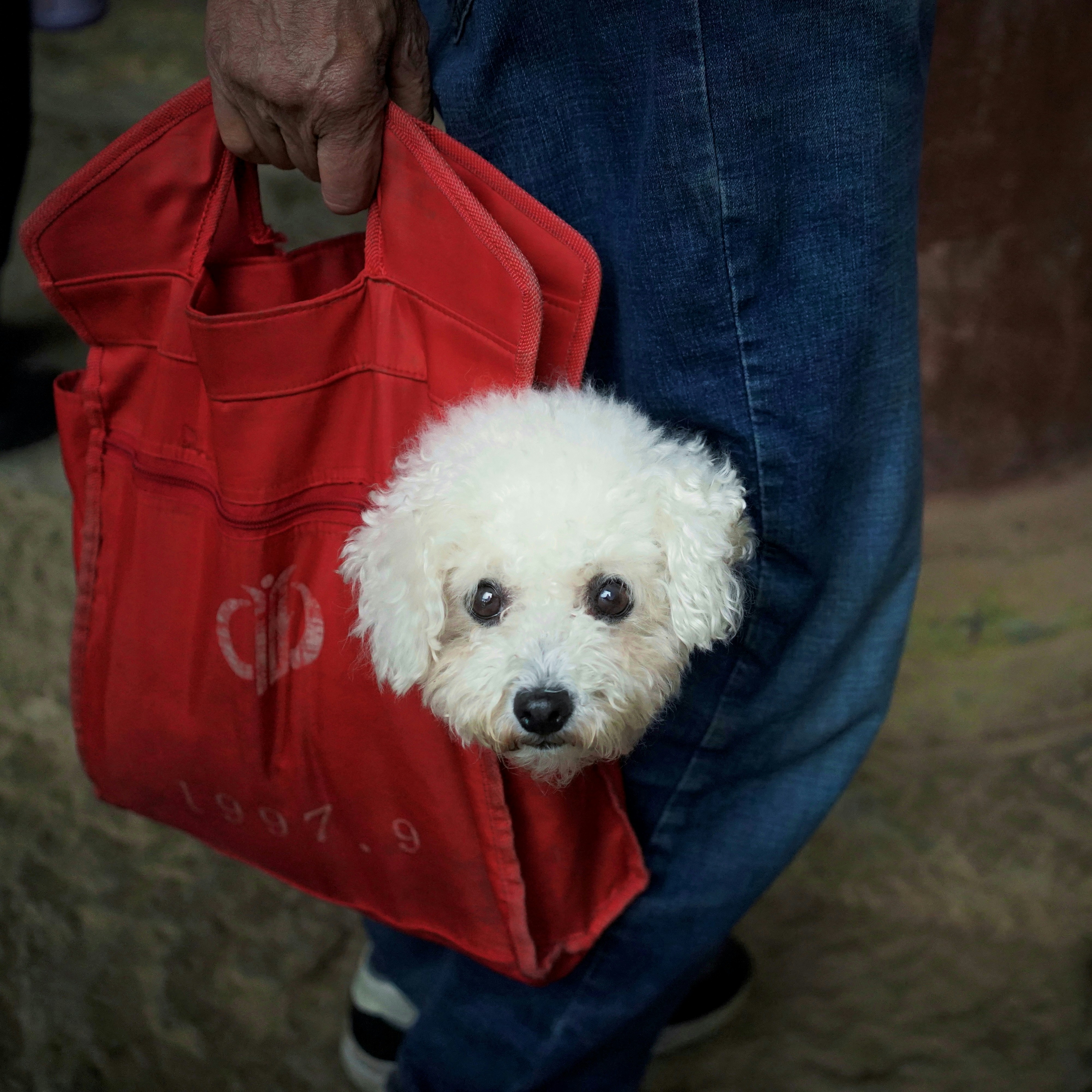 Tiny Guardian in a Red Bag: A Mutt Peek Between Denim and Doorstep