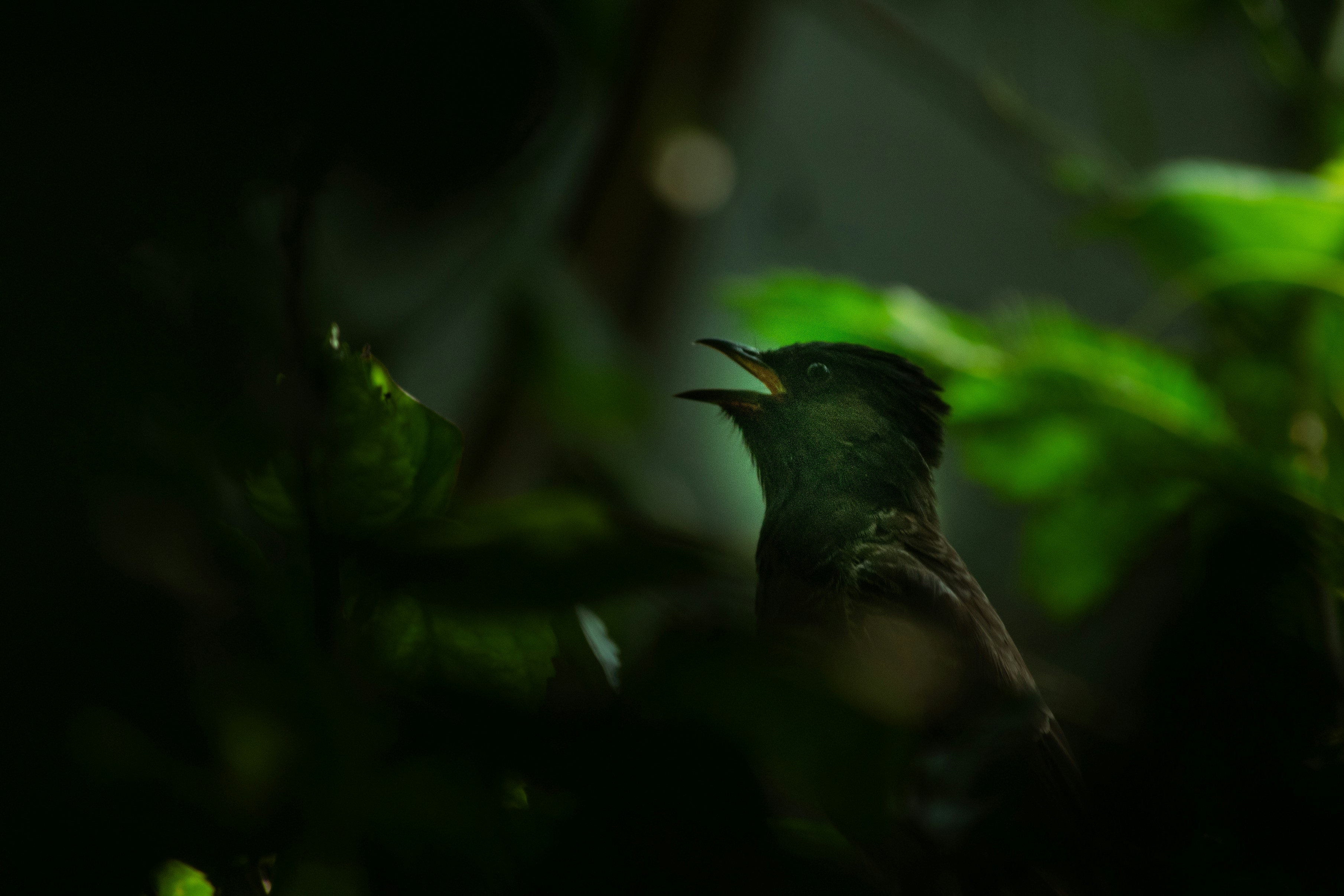 Whispered Song from the Dark Foliage