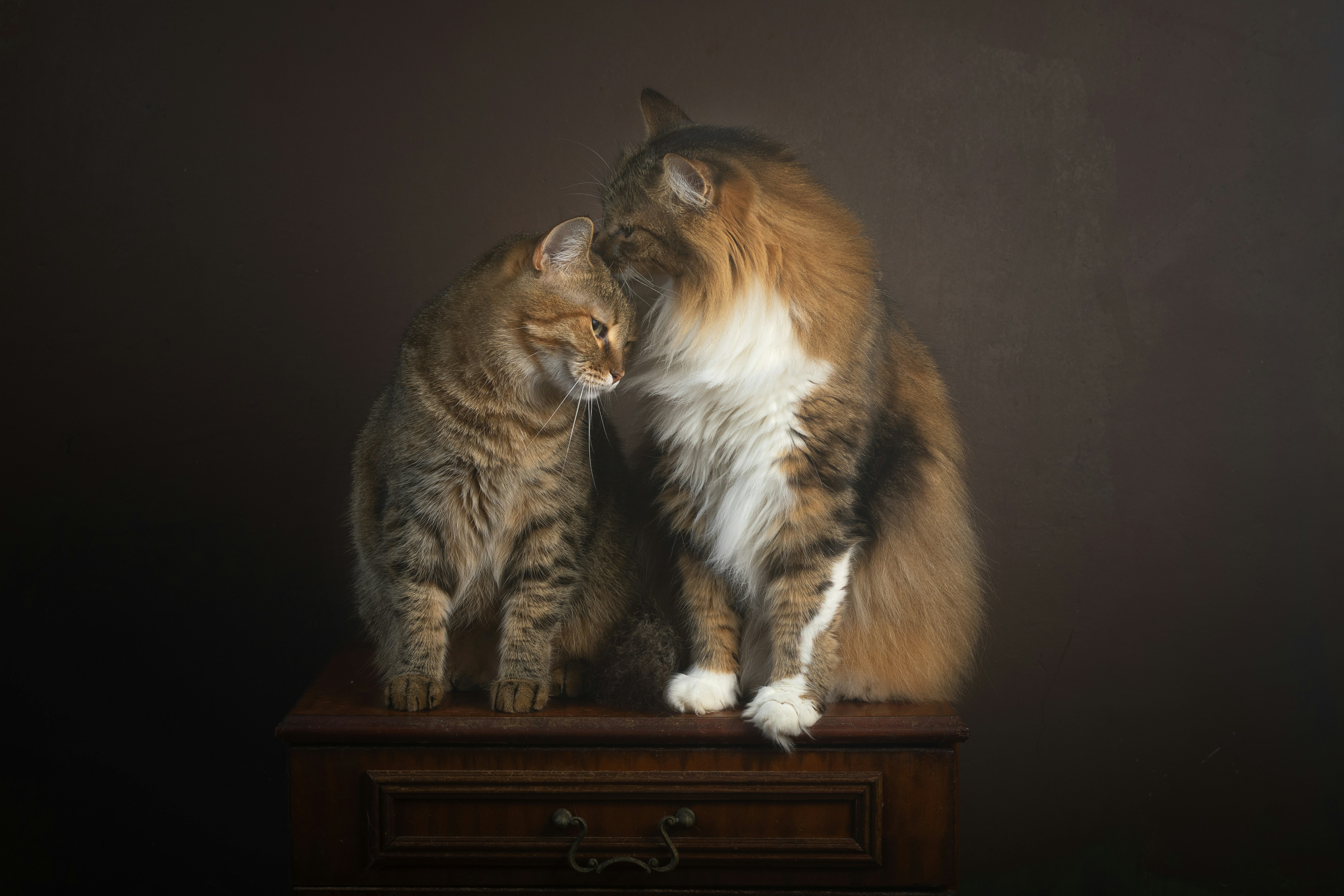Whiskered Whisper: A Tender Moment on the Old Drawer