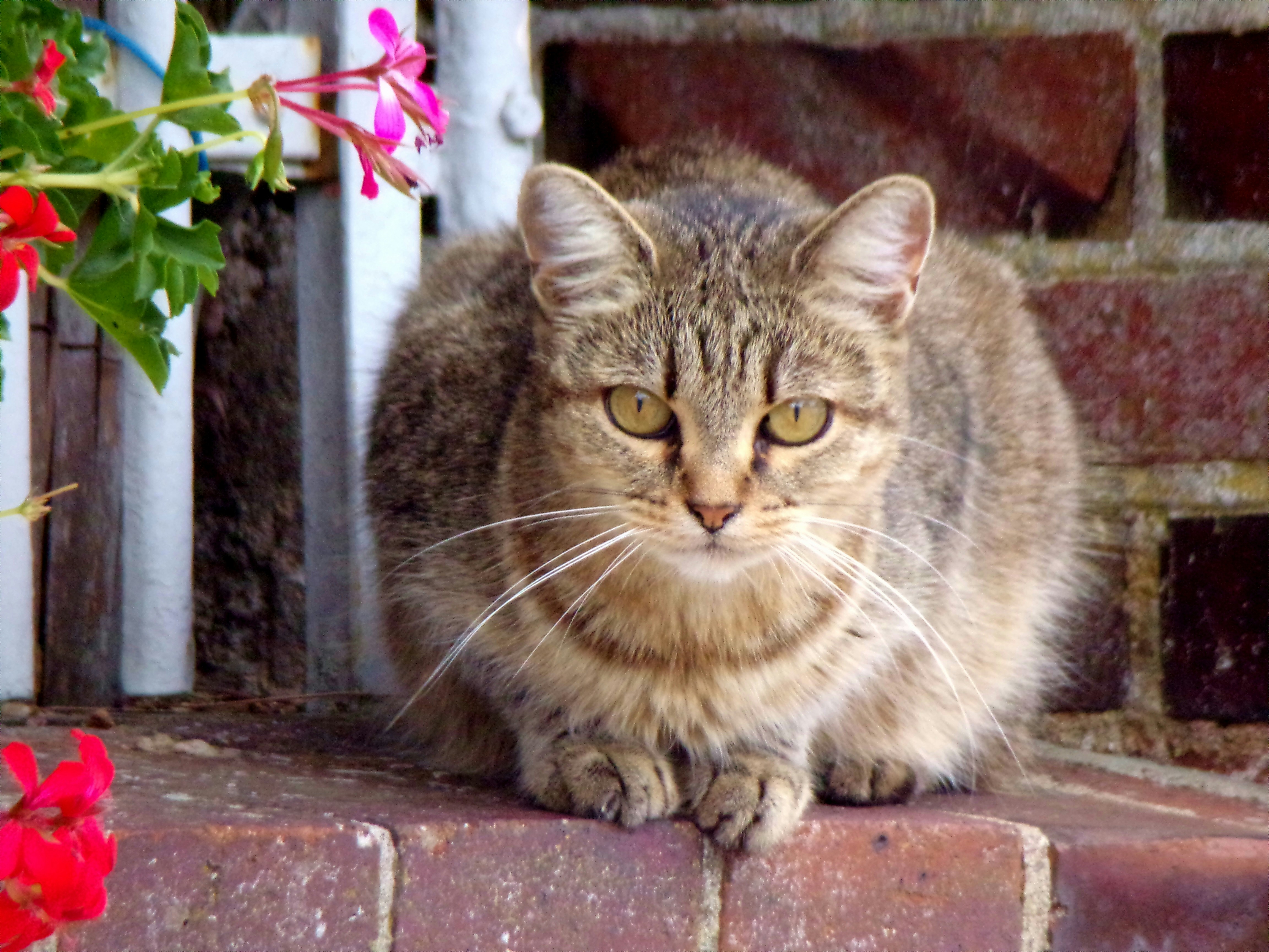 Cozy guardian of the brick doorstep