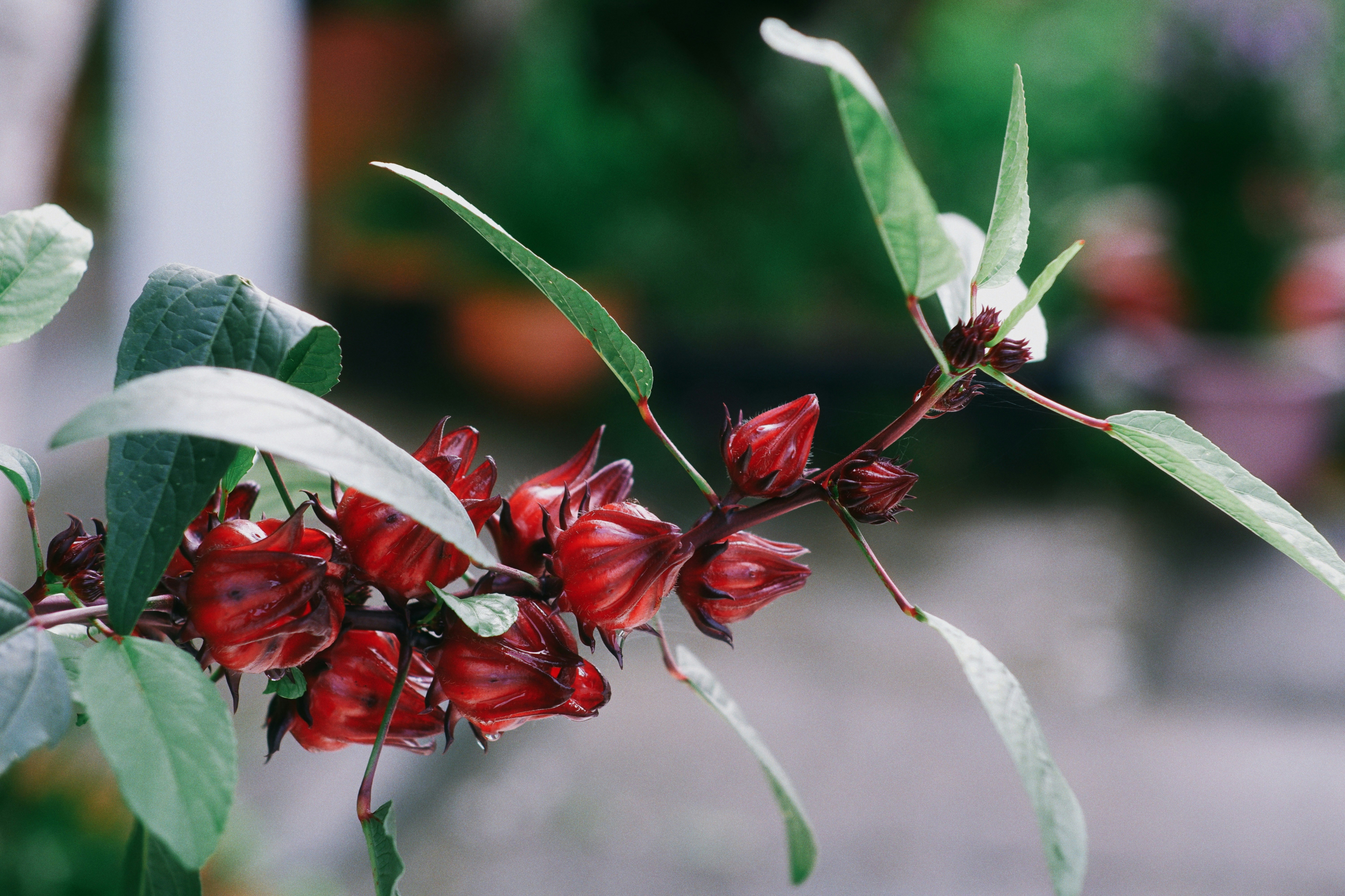 Red Curves in Focus: The Cluster of Crimson Buds