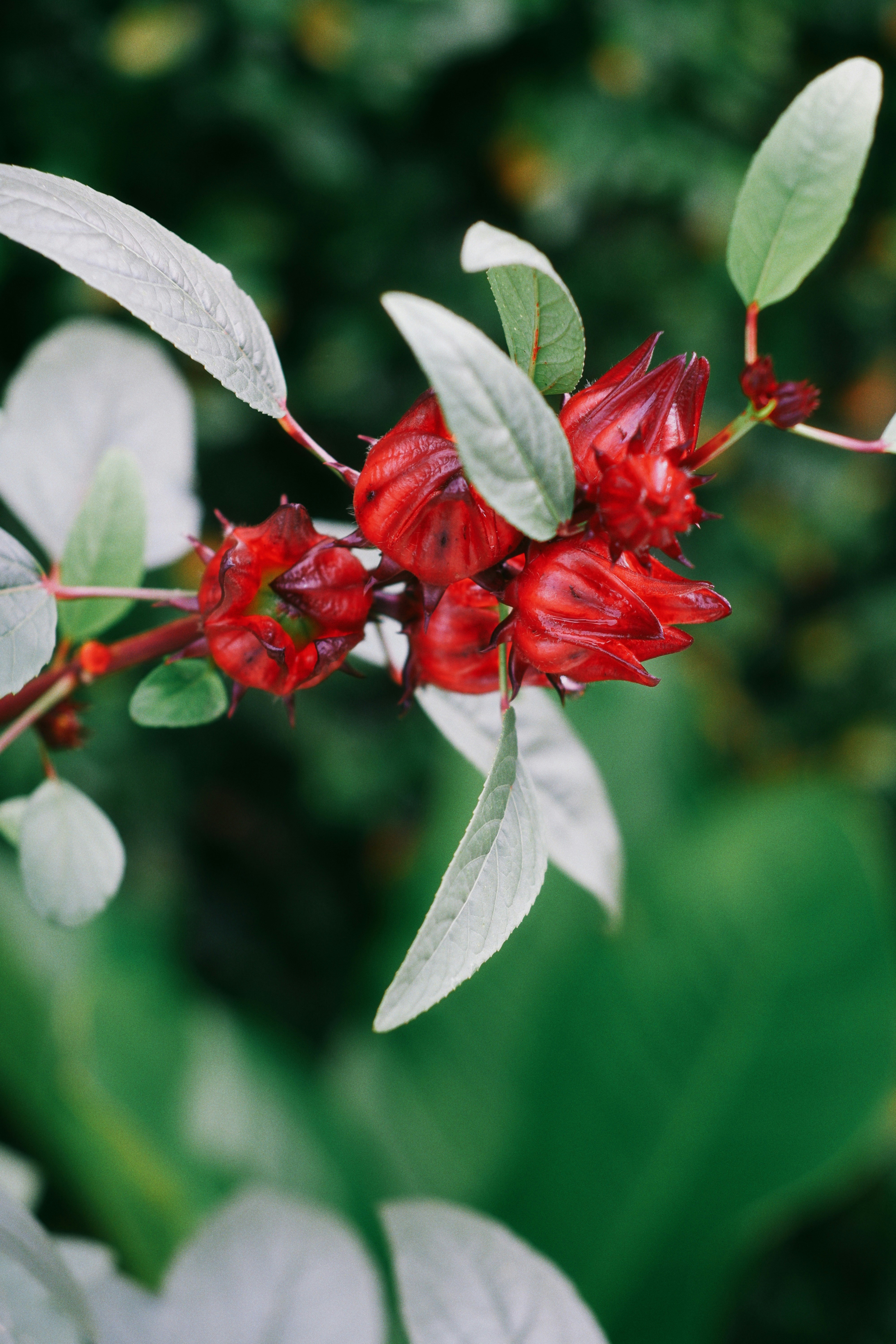 Crimson Caps on a Quiet Red Branch