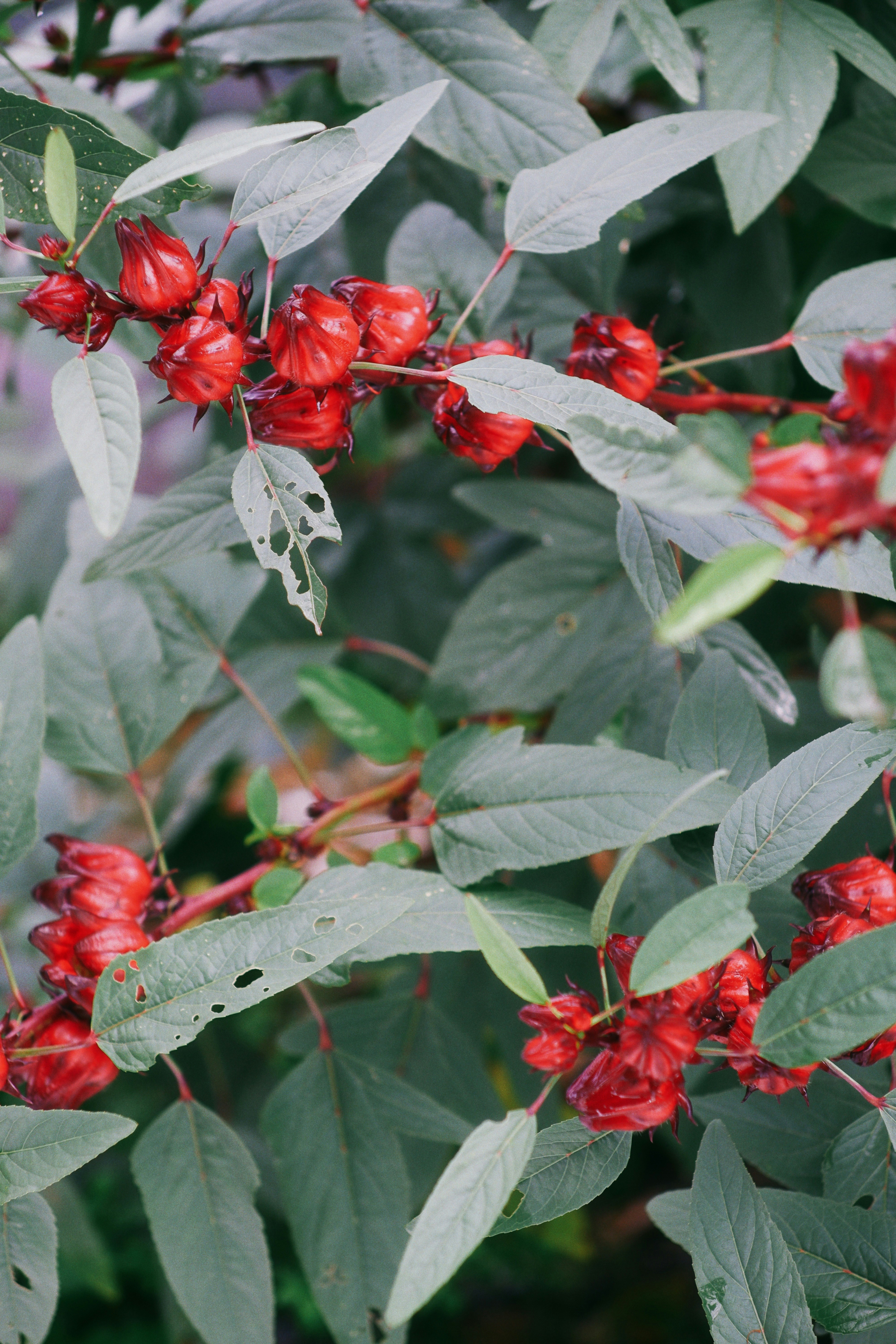 Bright red hibiscus calyces growing on a leafy green shrub with serrated leaves