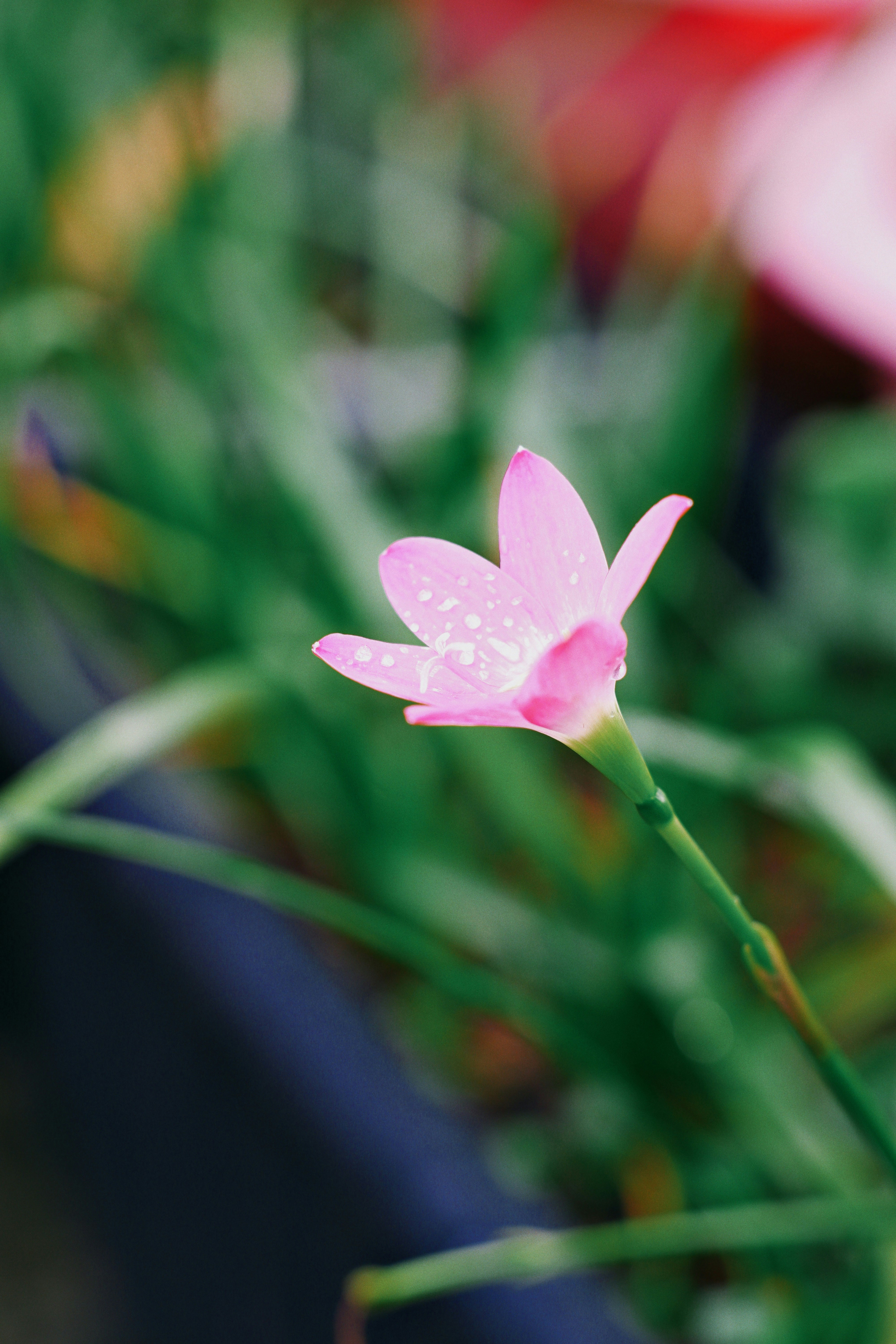 Pink Orchid Petal in Soft Focus Garden