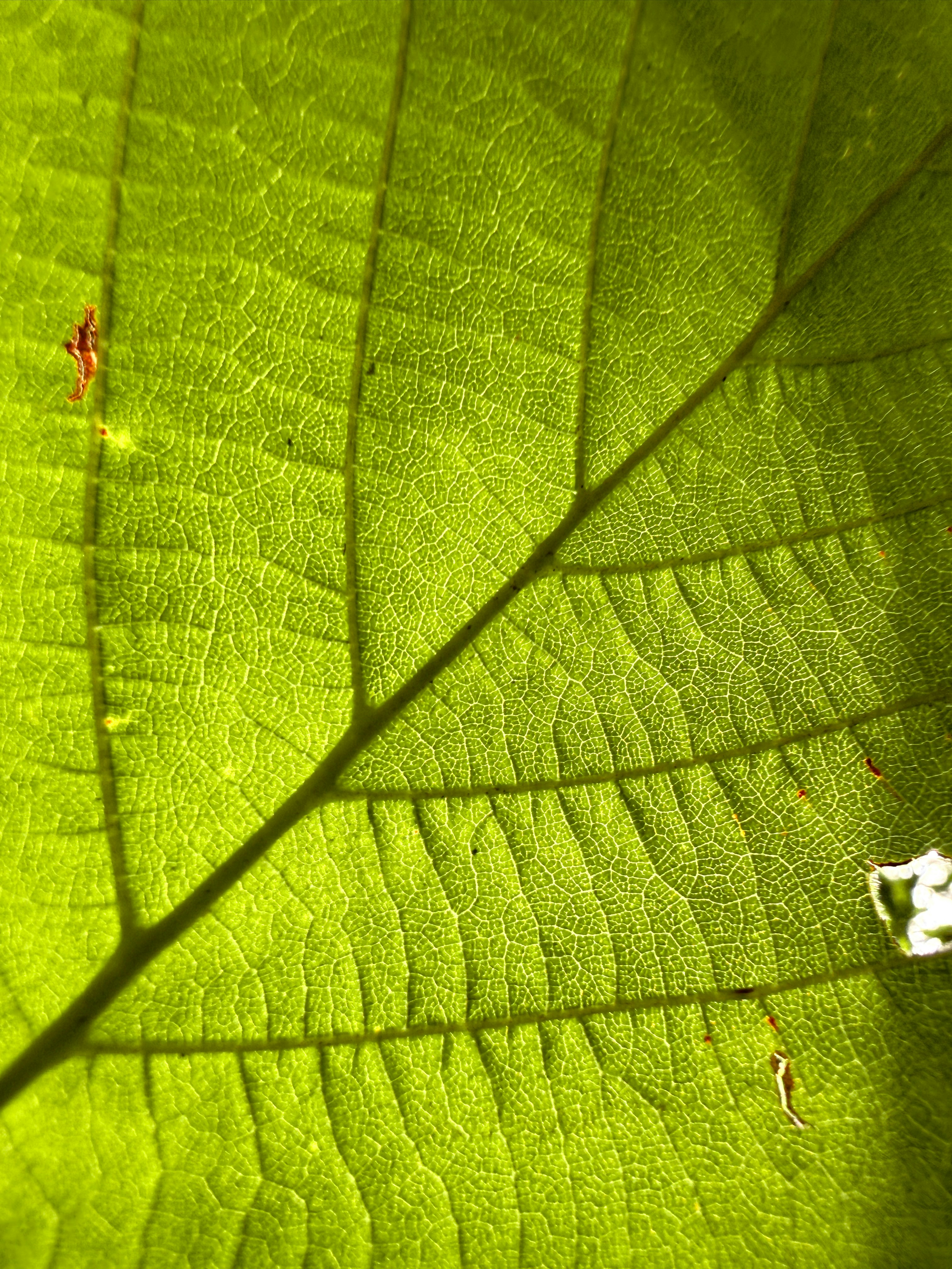 Vein Lattice: Sunlit Green Leaf Close-Up