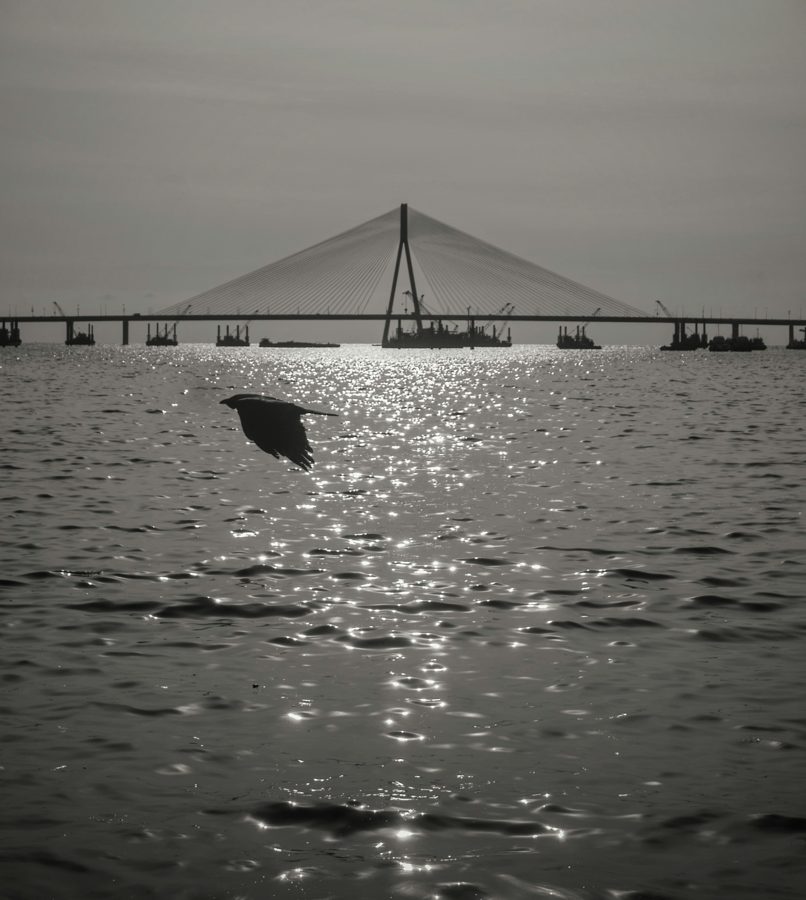 Silhouette over Glimmering Waters: A Seagull and a Cable-Stayed Bridge