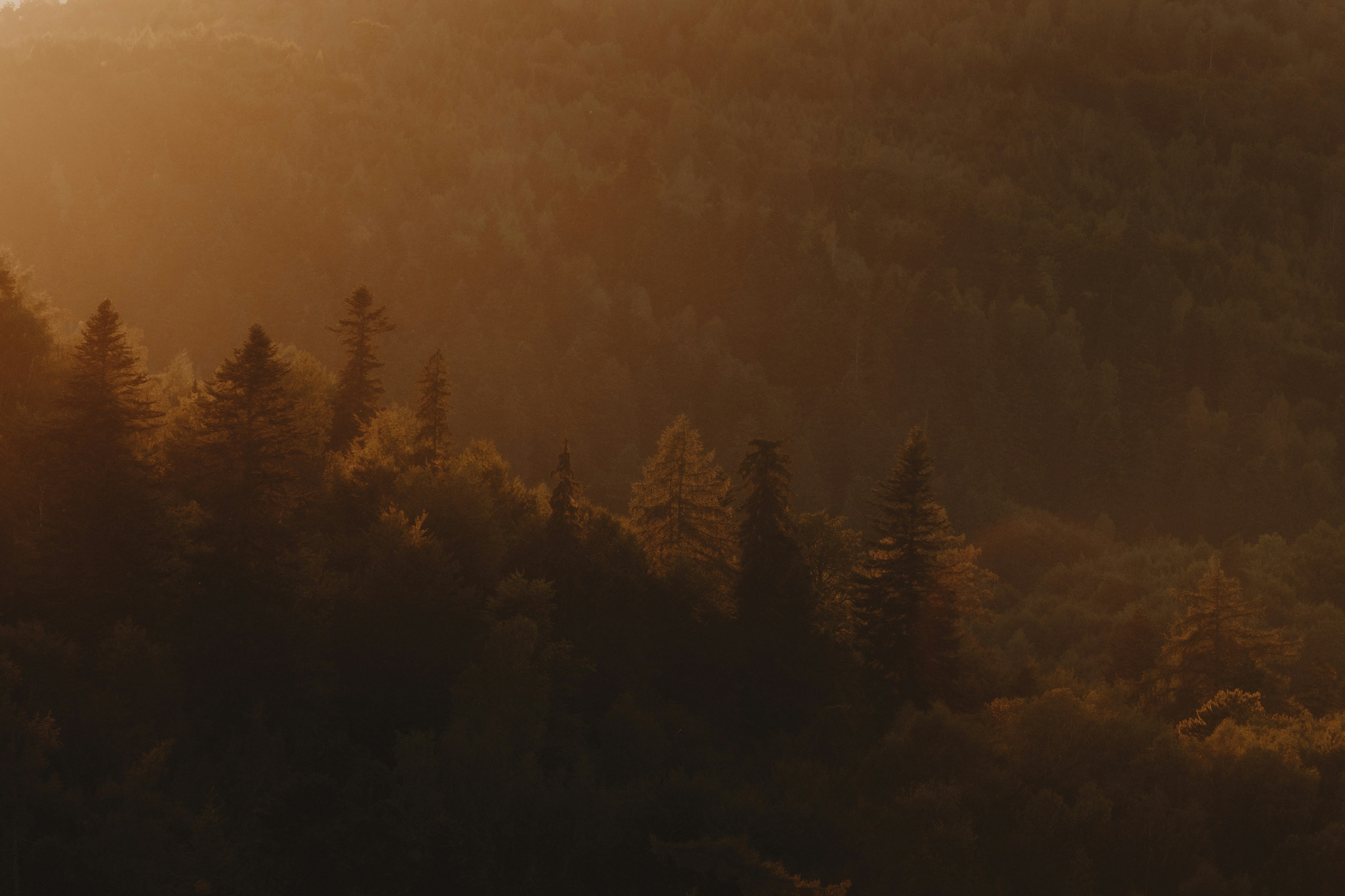 Dawn Haze Over Quiet Pines