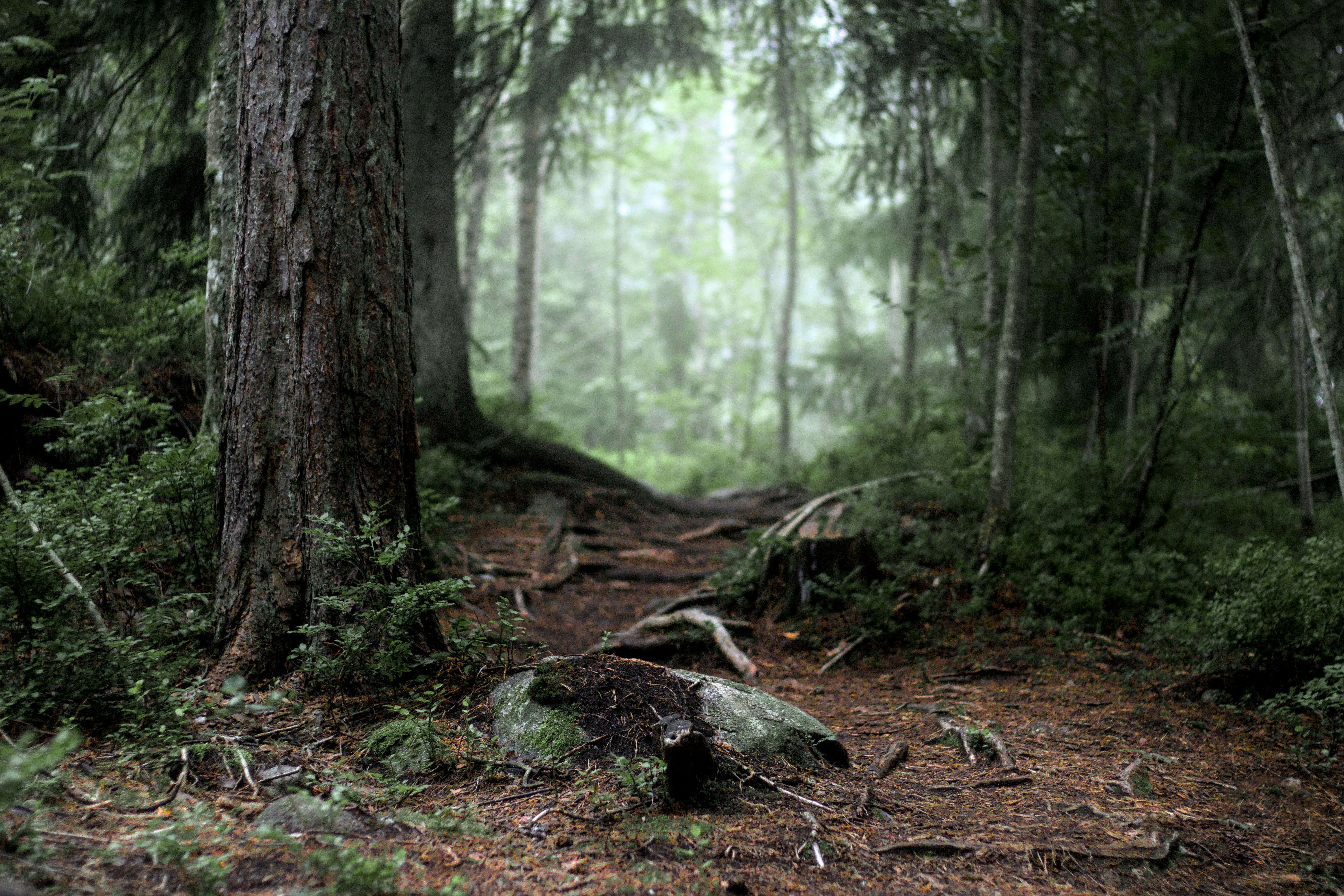 Mossy forest trail recedes into soft fog among tall pines and exposed roots. A quiet, natural scene emphasizing depth and texture.