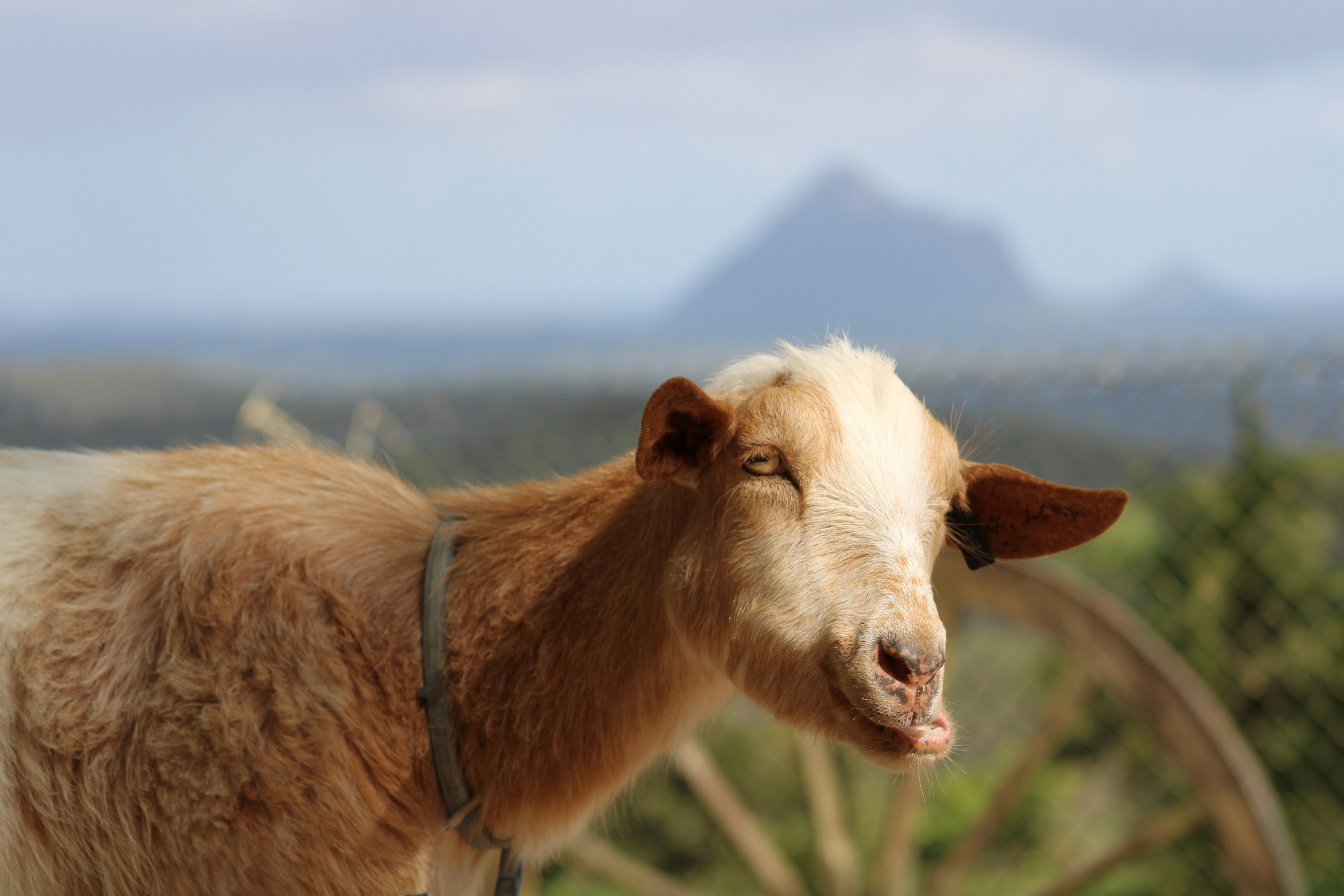 Pasture Portrait: A Calm Grazing Sheep Under Open Sky