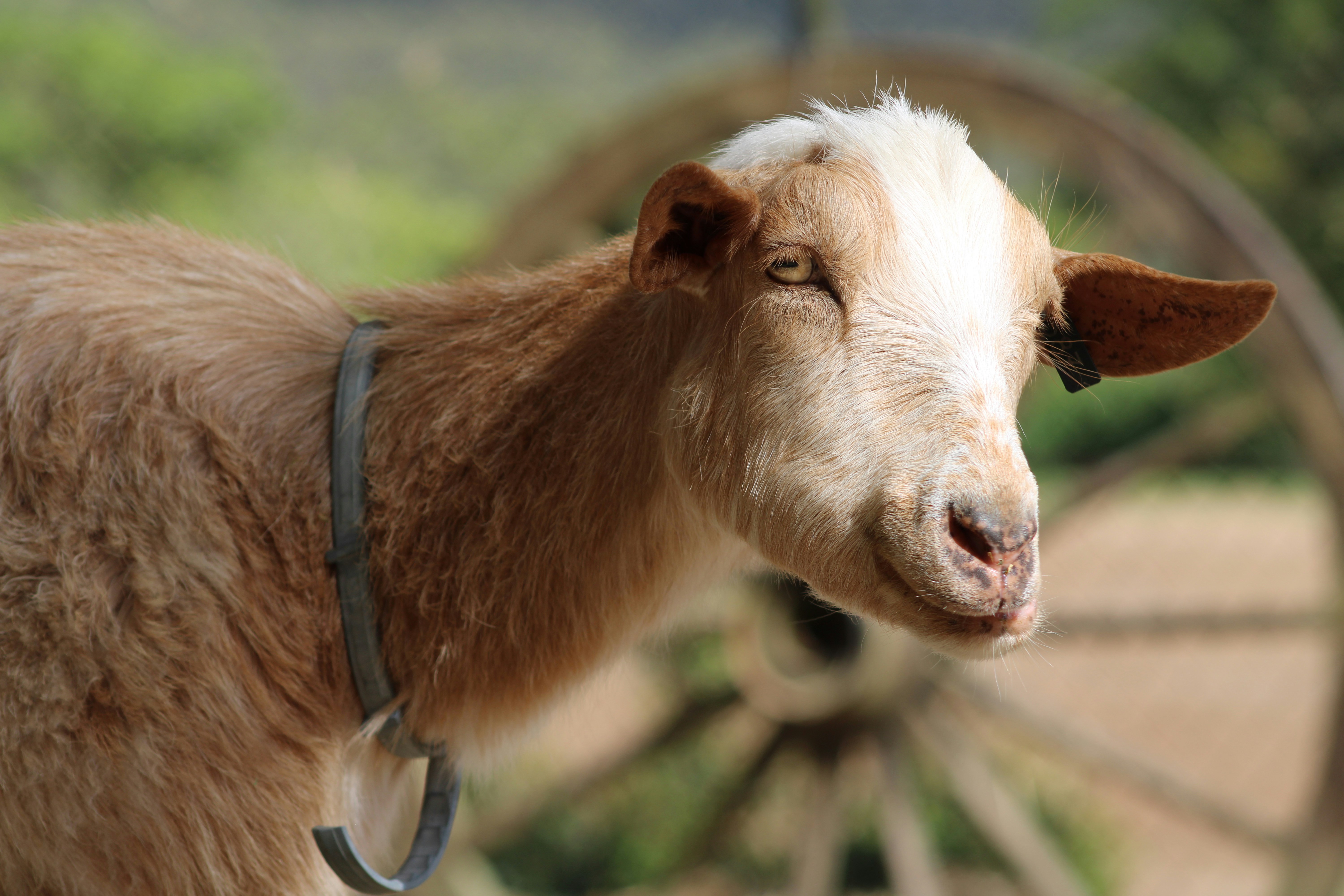 Close-up of a calm goat with a tether in a sunlit farm yard