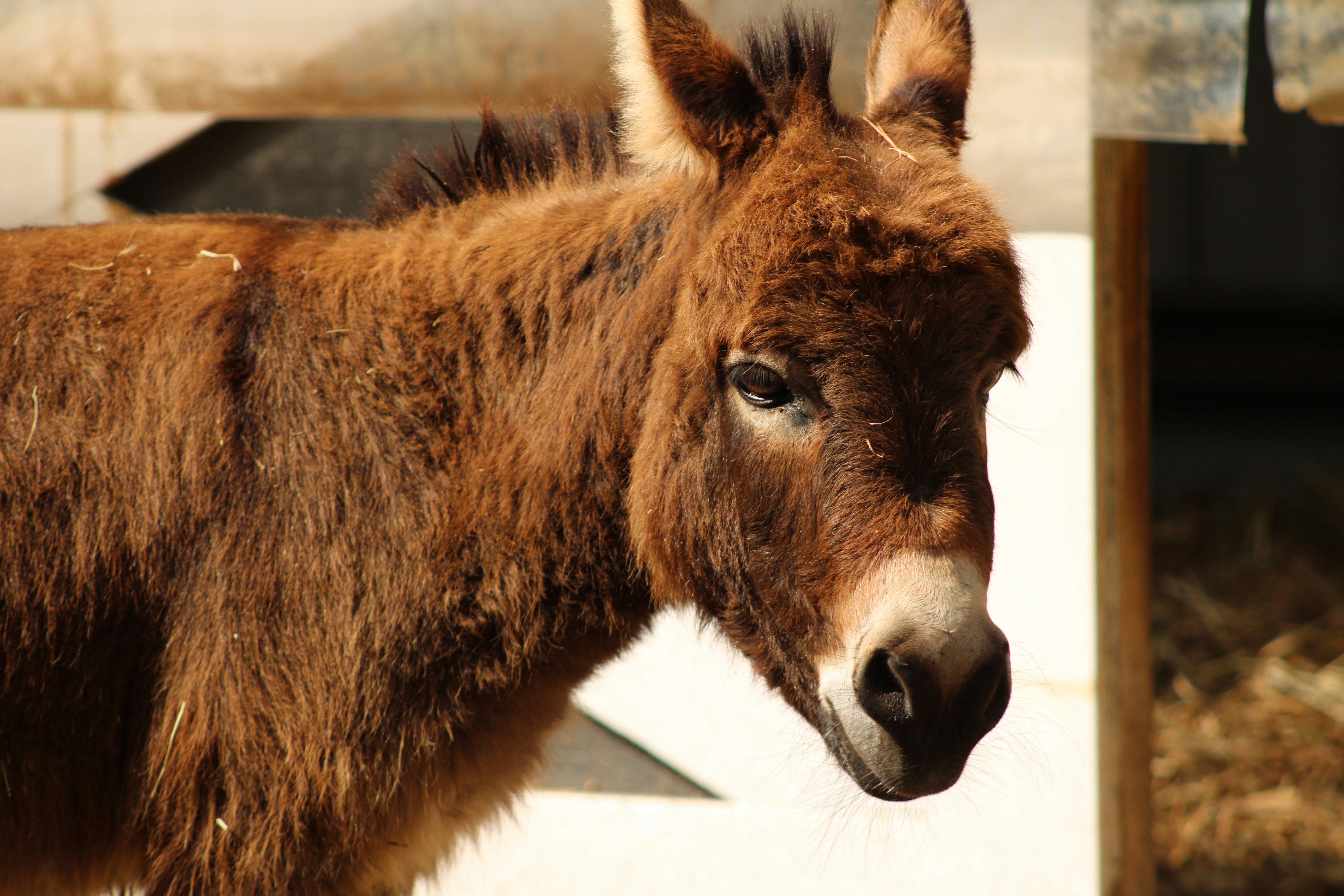 Close-Up of a Donkey in Warm Barn Light