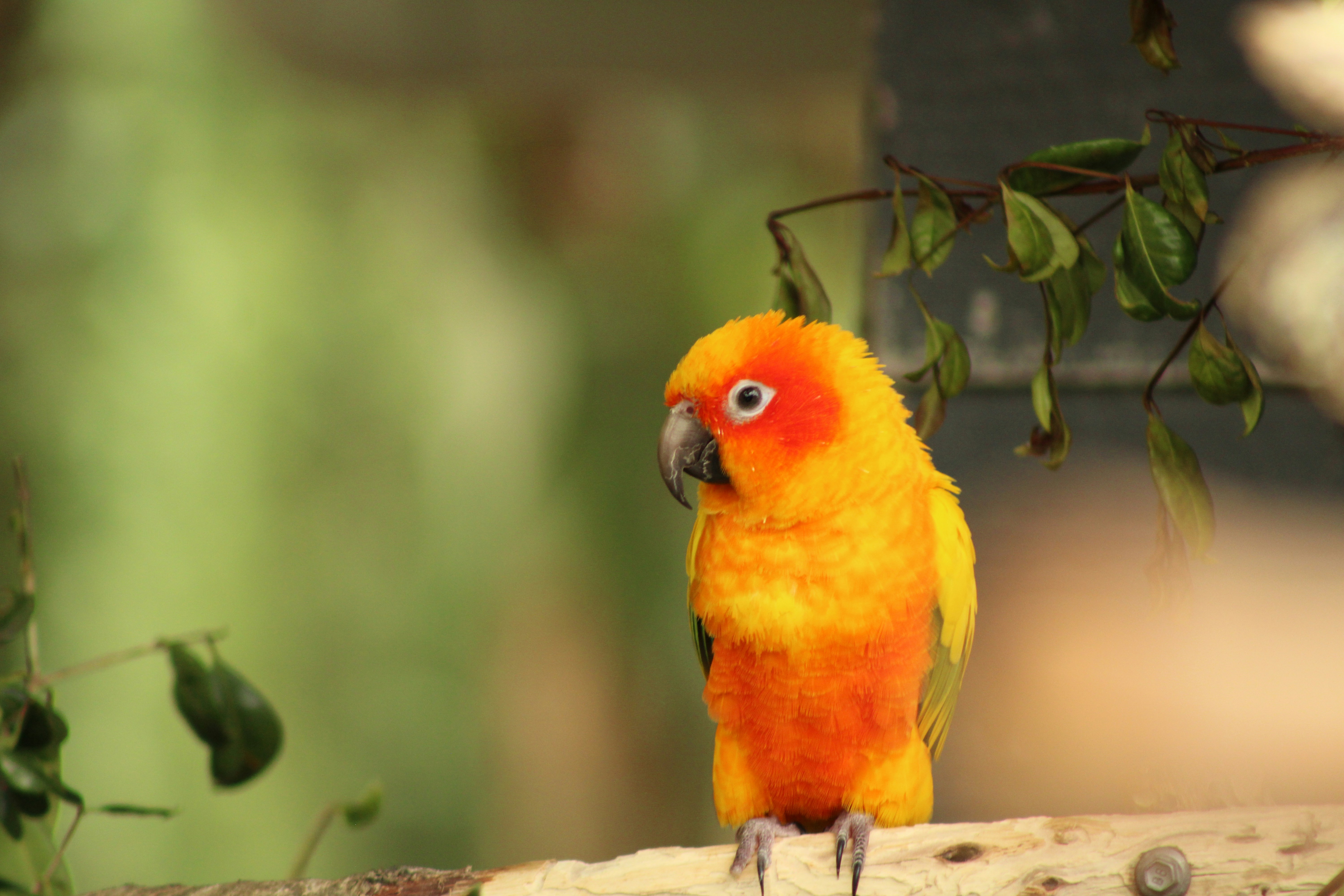 Sunlit Scarlet: A Sun Conure Perched in Quiet Green