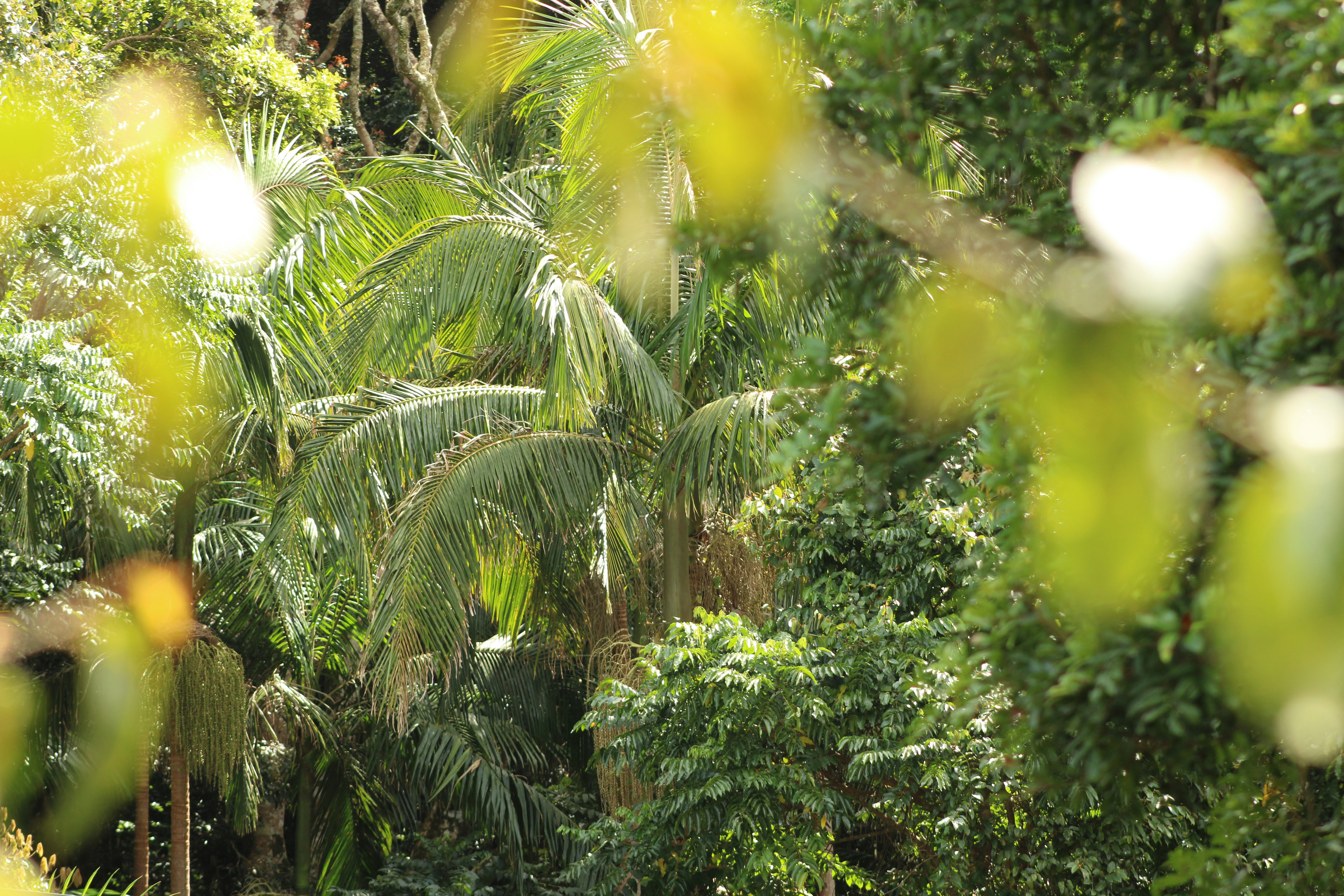 Sunlit Jungle Fronds Framing a Quiet Interior