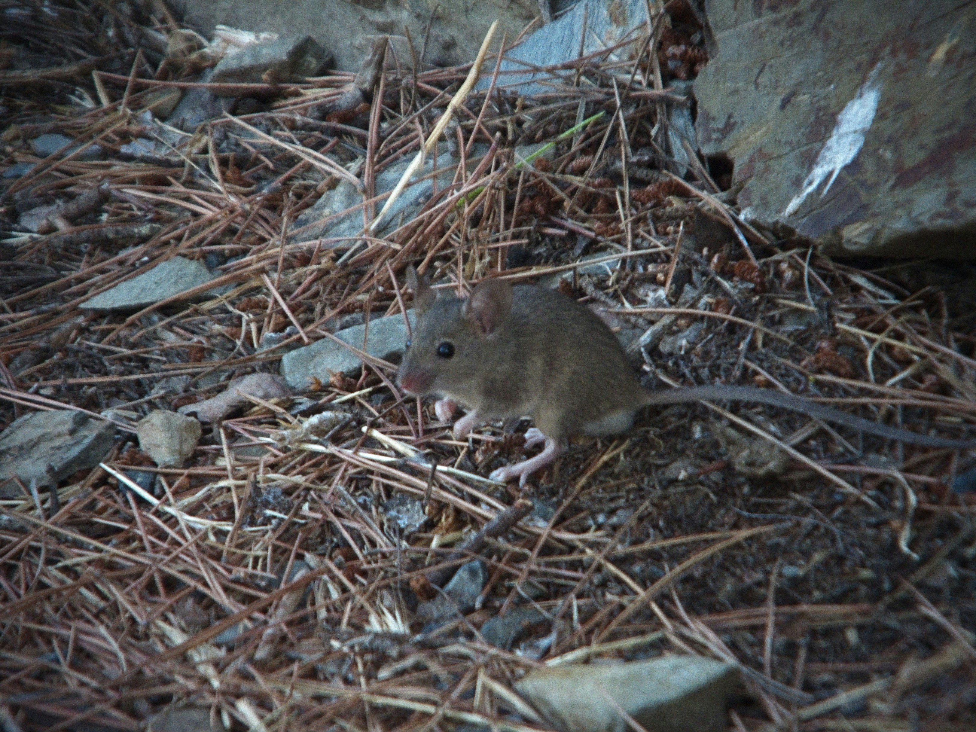 Whiskered Stroll: A Tiny Visitor Navigates Pine Needle Debris