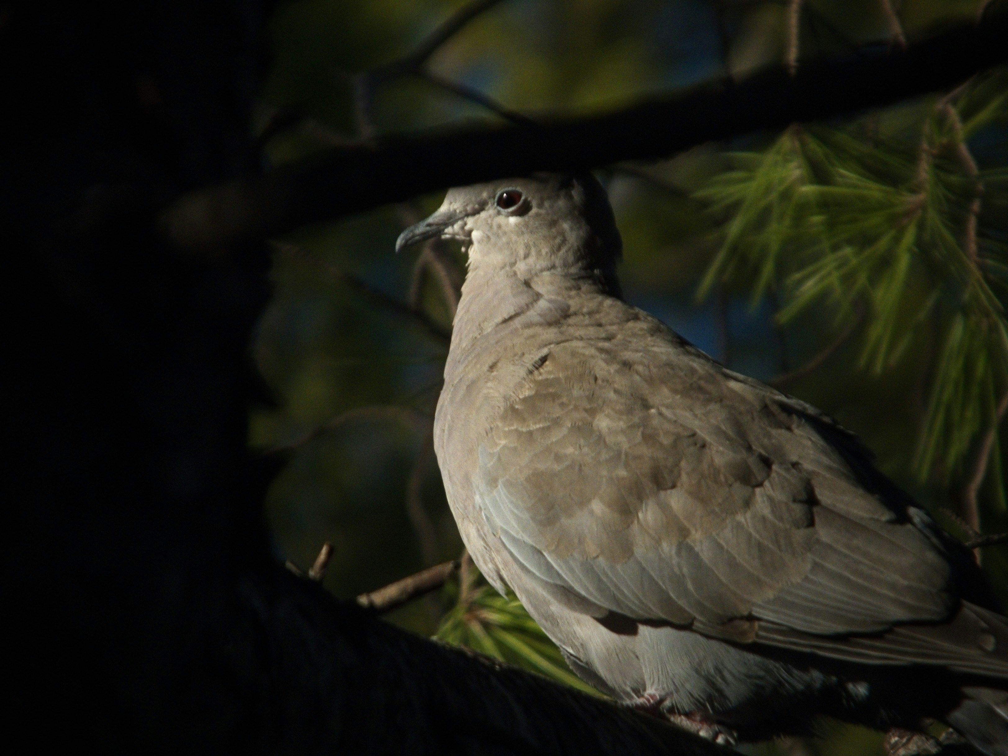 Softly Lit Dove in a Shadowed Foliage Frame