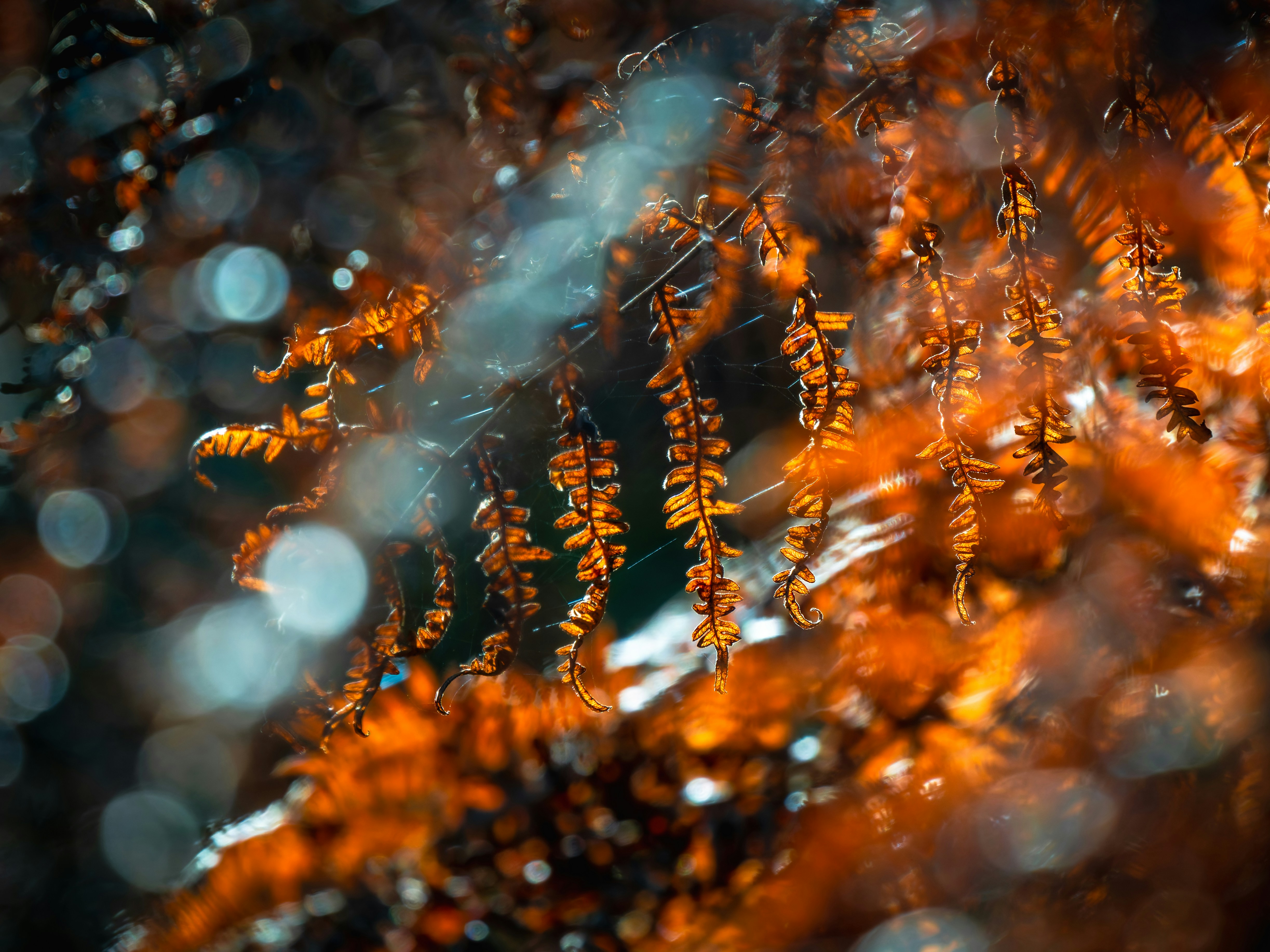 Burnished Ferns in a Golden Bokeh Dip