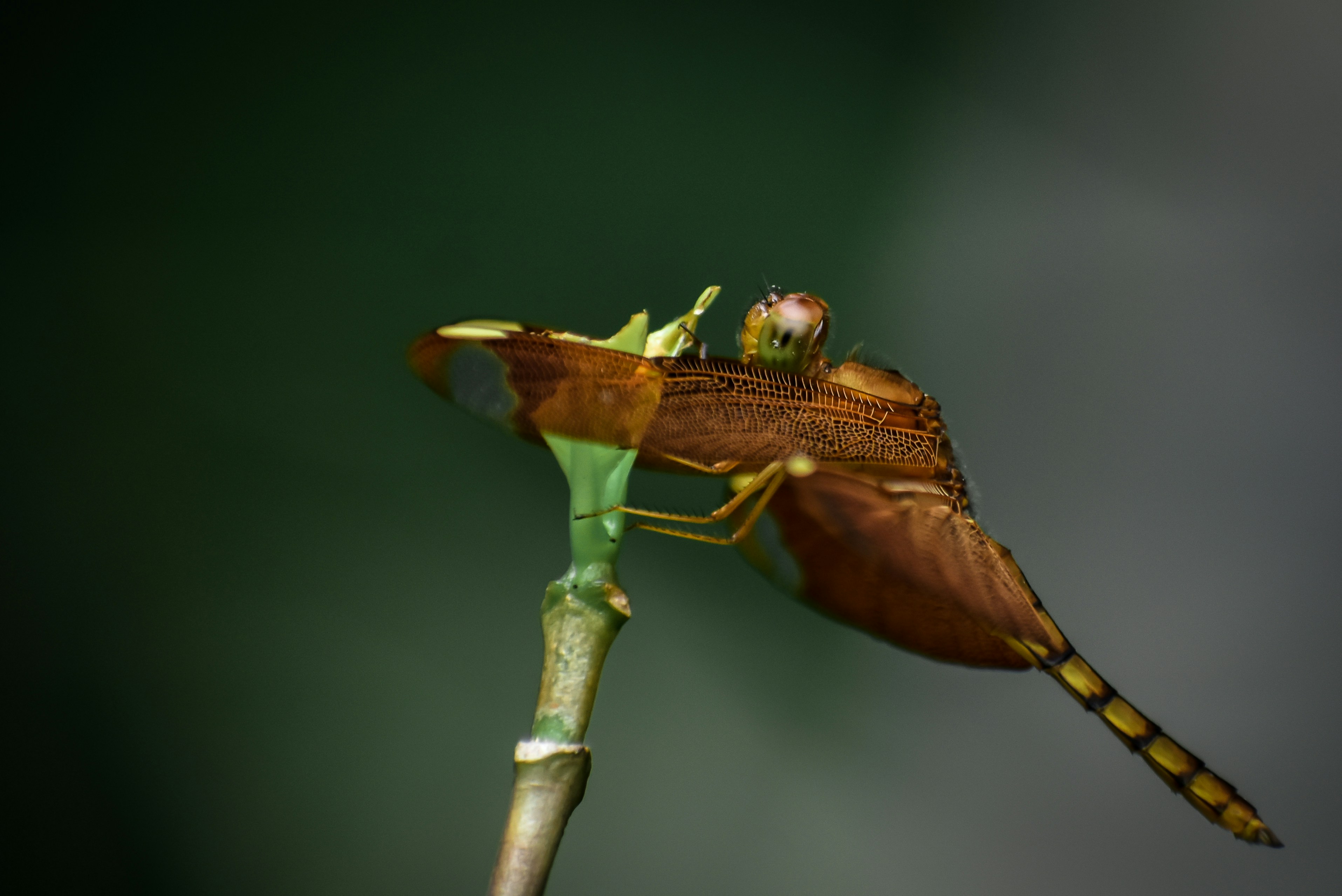 Emerald Branch Dweller: A Dragonfly in Quiet Balance