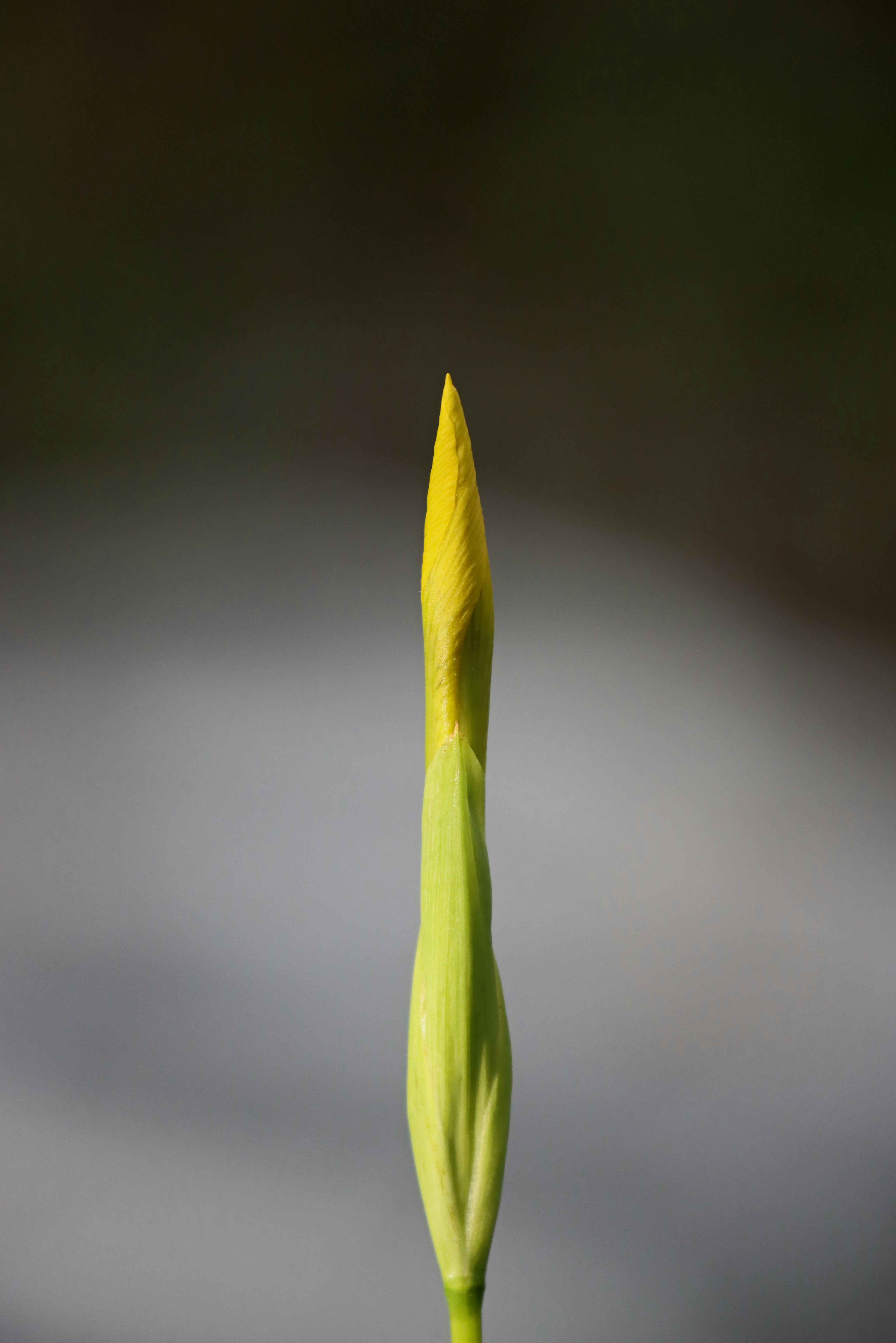 Emerald Bud: A Tender Shoot Reaching Toward Light