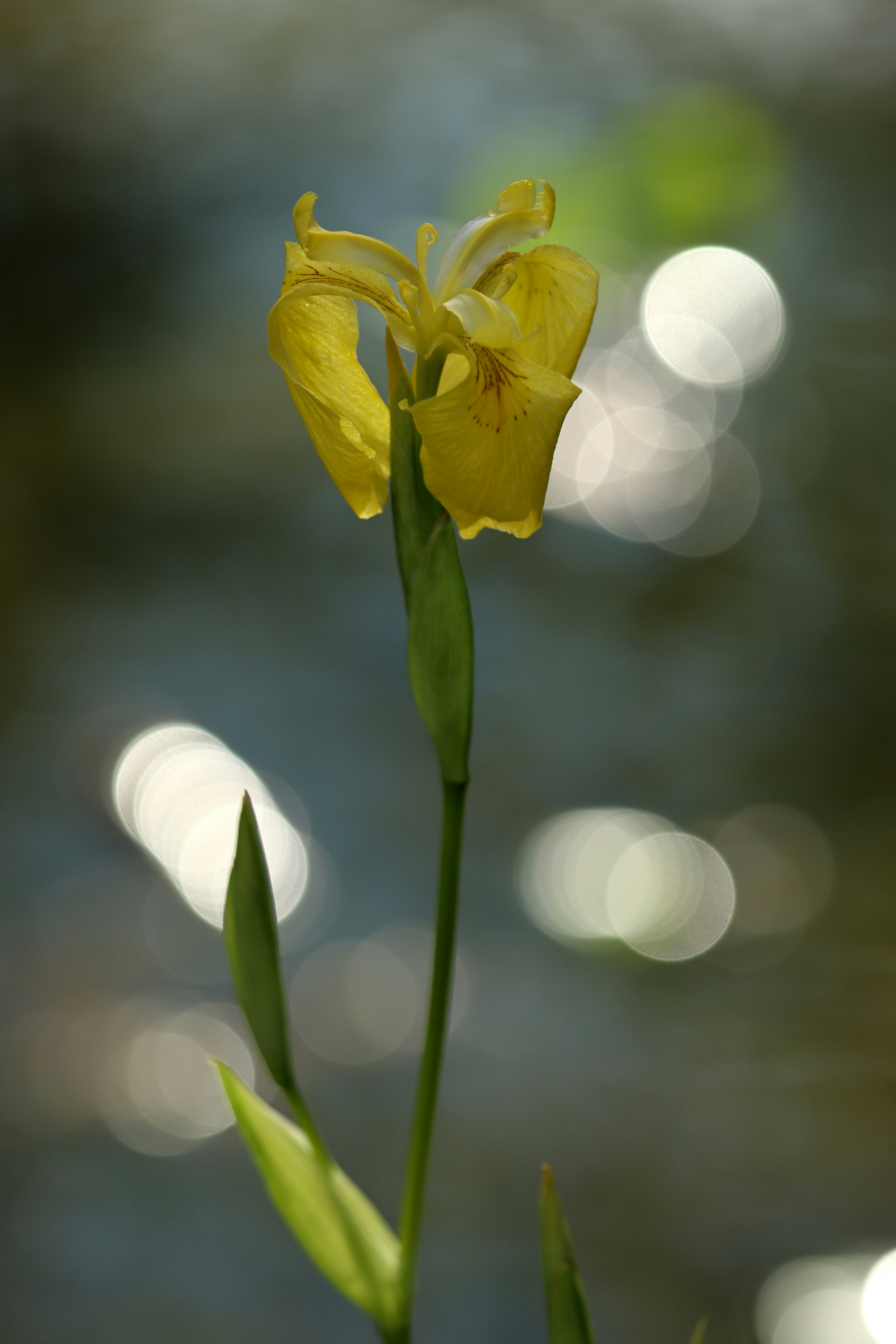 Golden Iris in Bokeh Bloom: Quiet Light on a Summer Pond