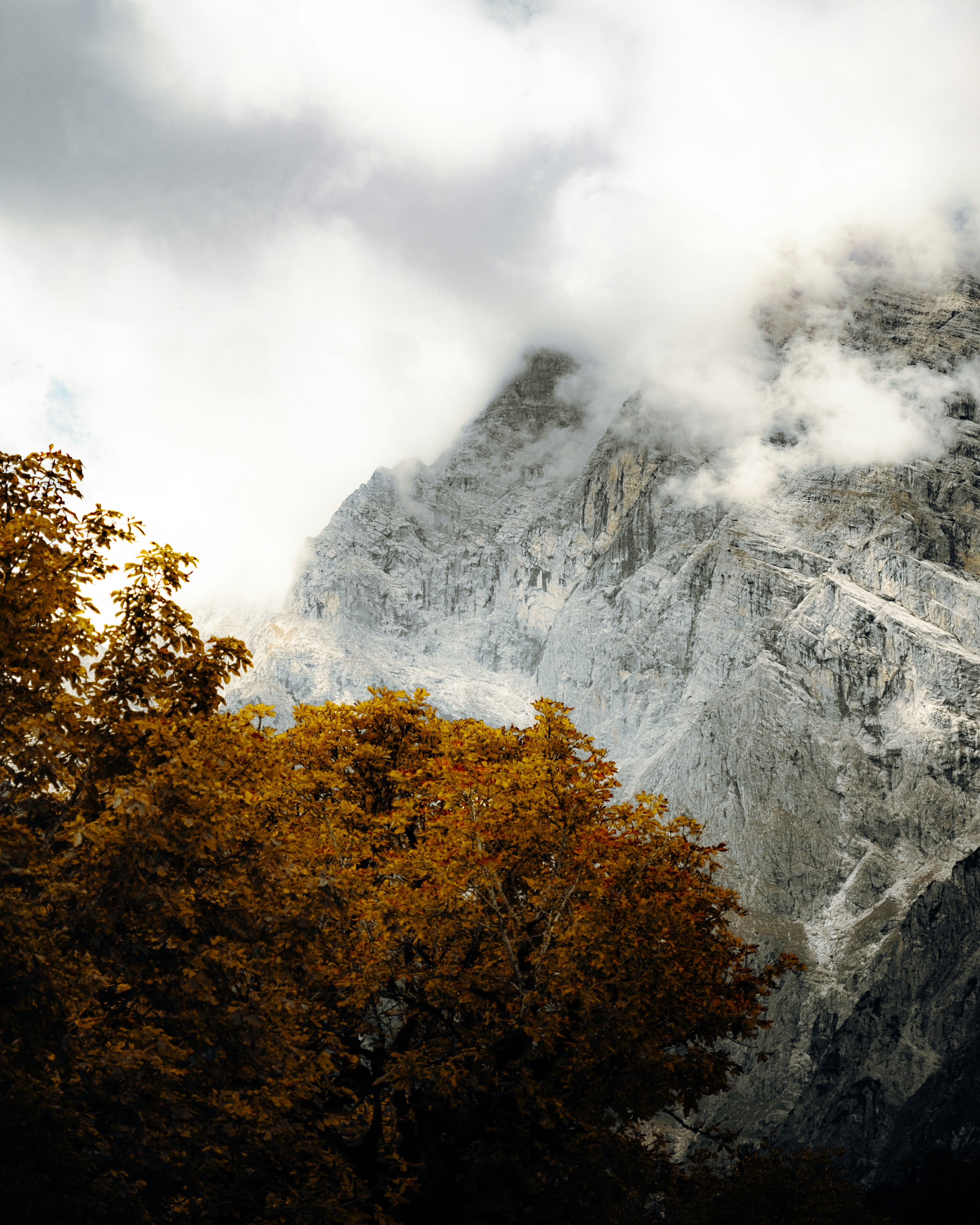 Autumn Tor: Trees at the Foot of a Misty Alpine Wall
