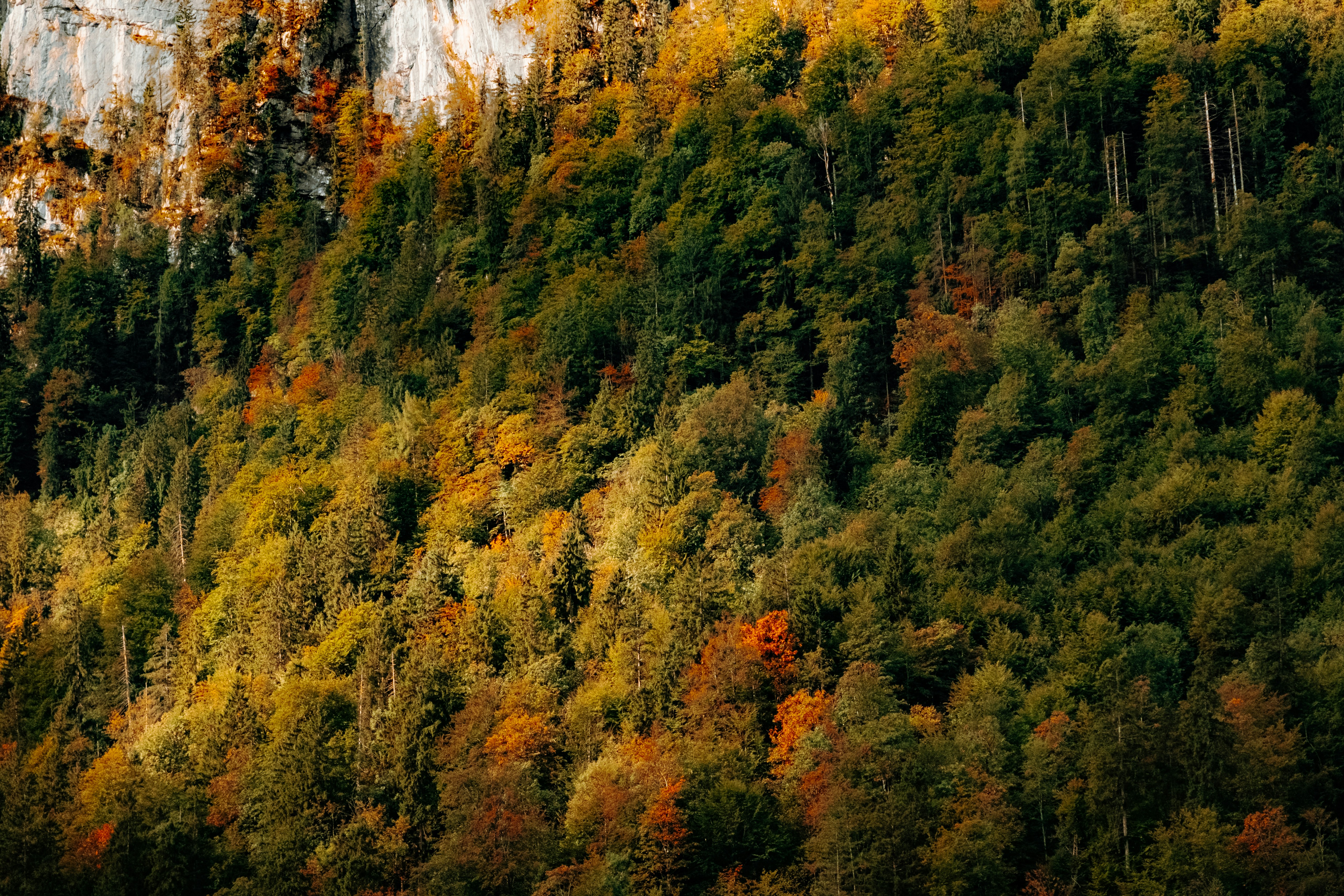 Autumn Aerial Tapestry: A Ridge of Walnut and Gold