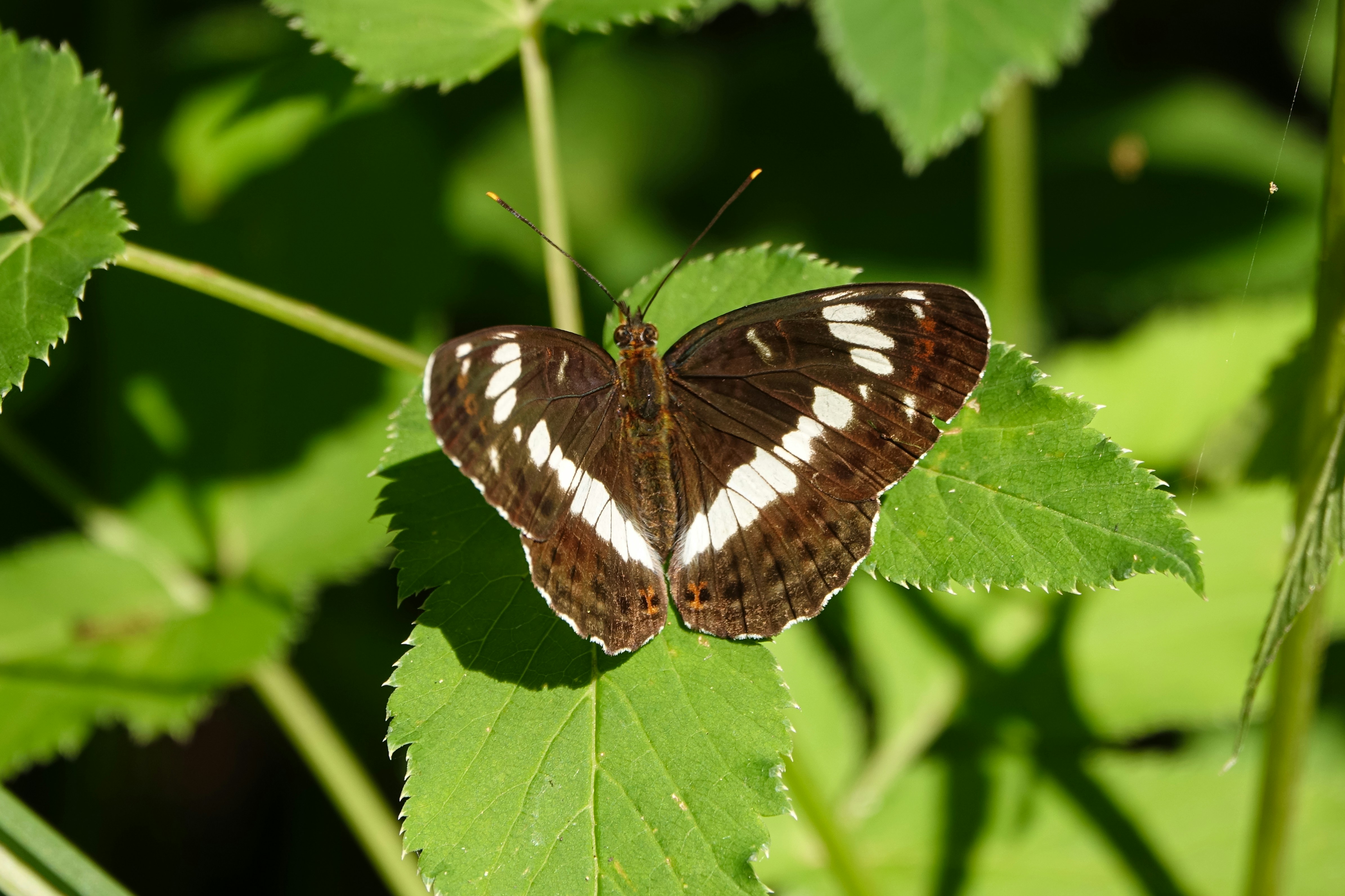 White-banded butterfly resting on emerald leaves