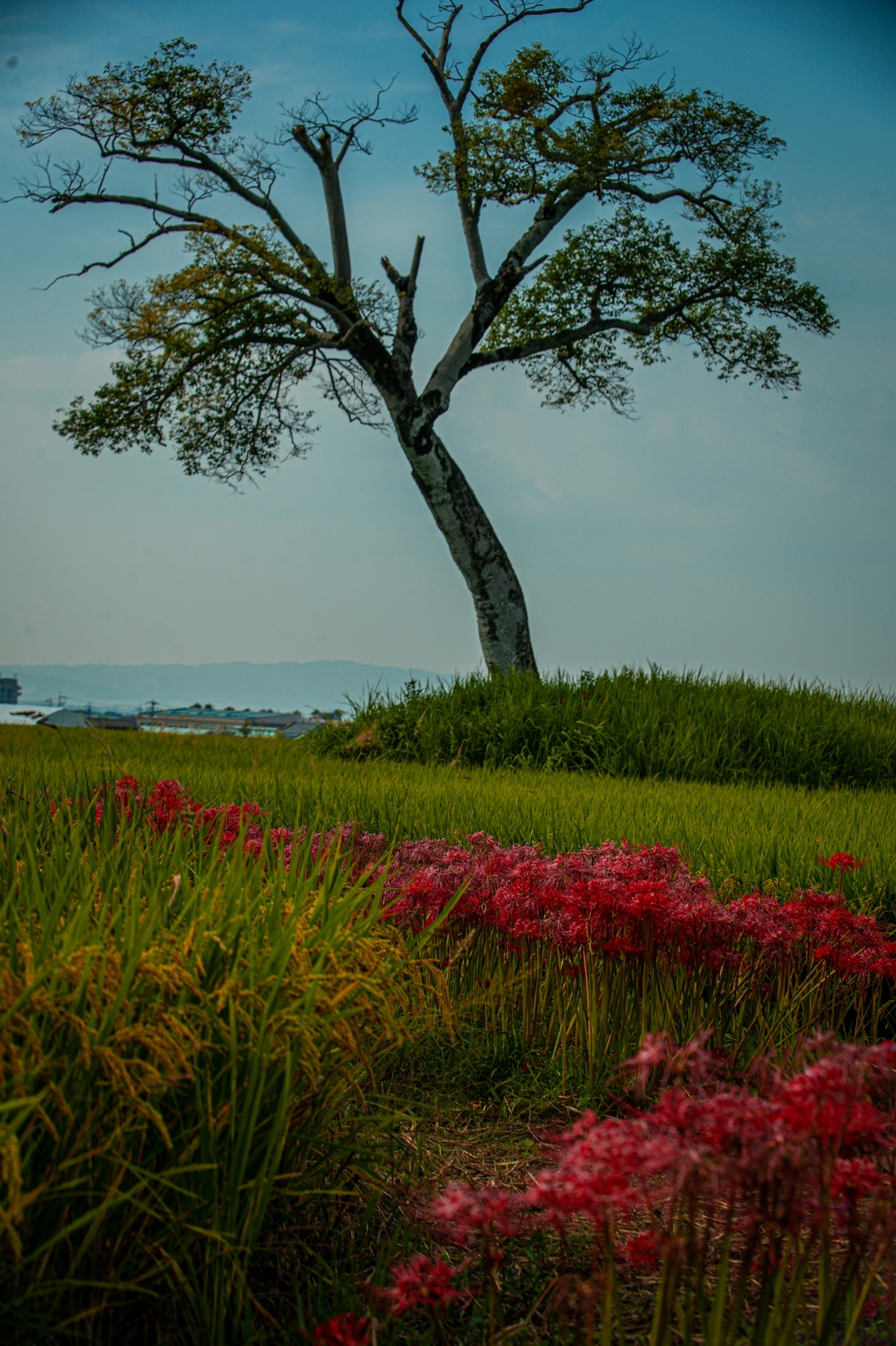 A solitary tree rises above a grassy foreground, with vibrant red flowers and a distant shoreline under a clear blue sky.