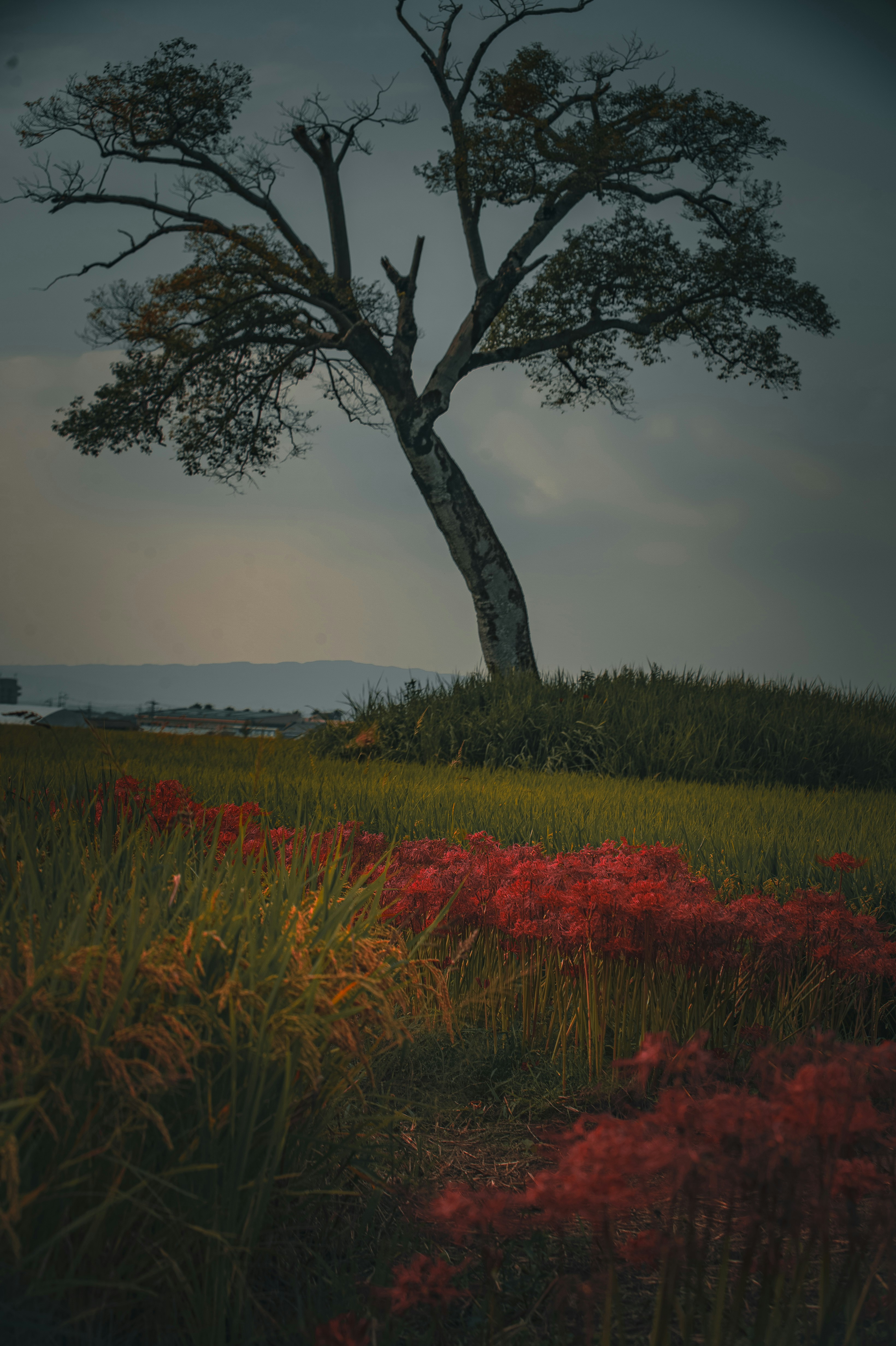 Photo by 5010 with Nikon Df