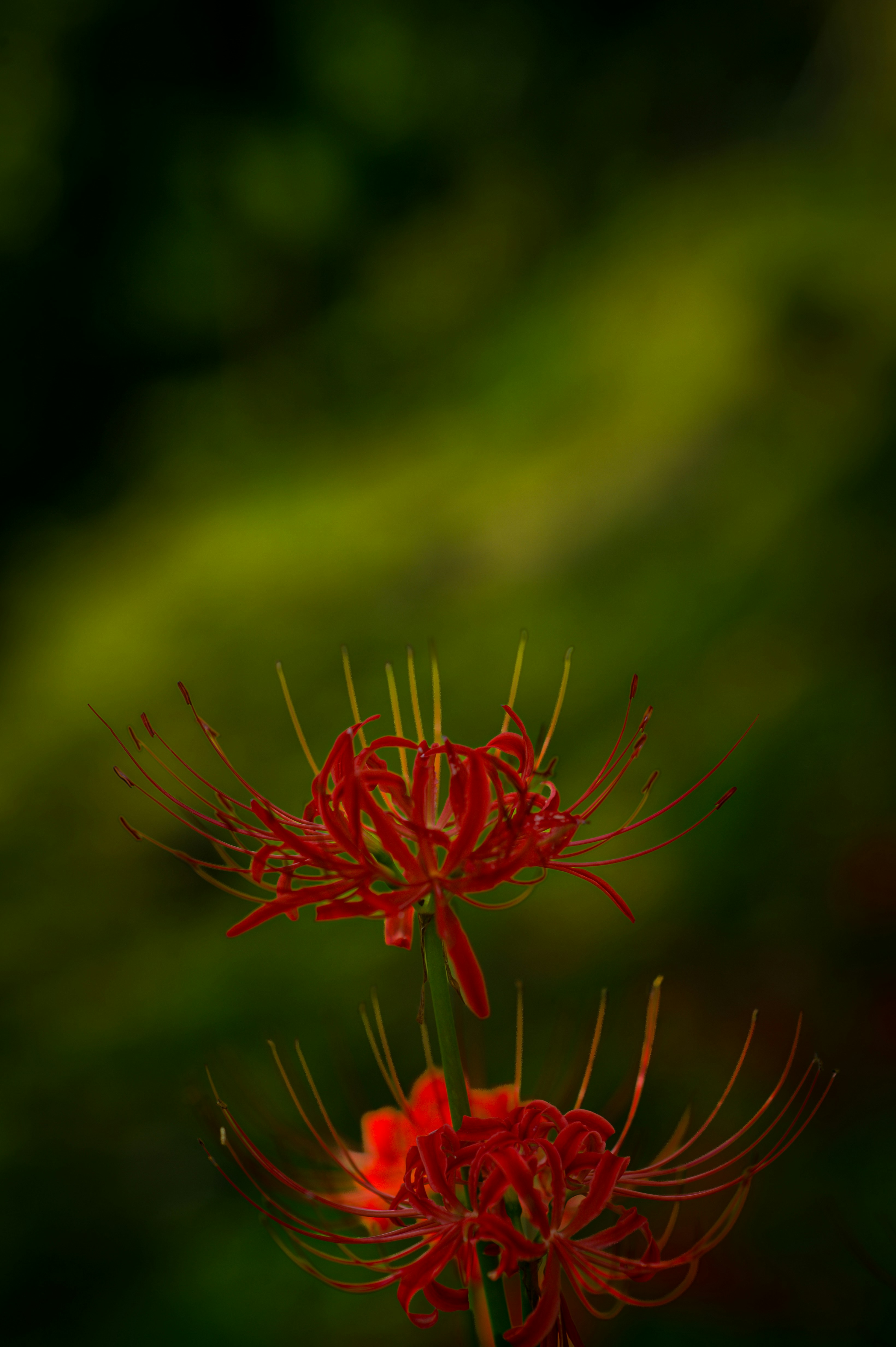 Red Spider Lilies Rising from a Velvet Green Backdrop