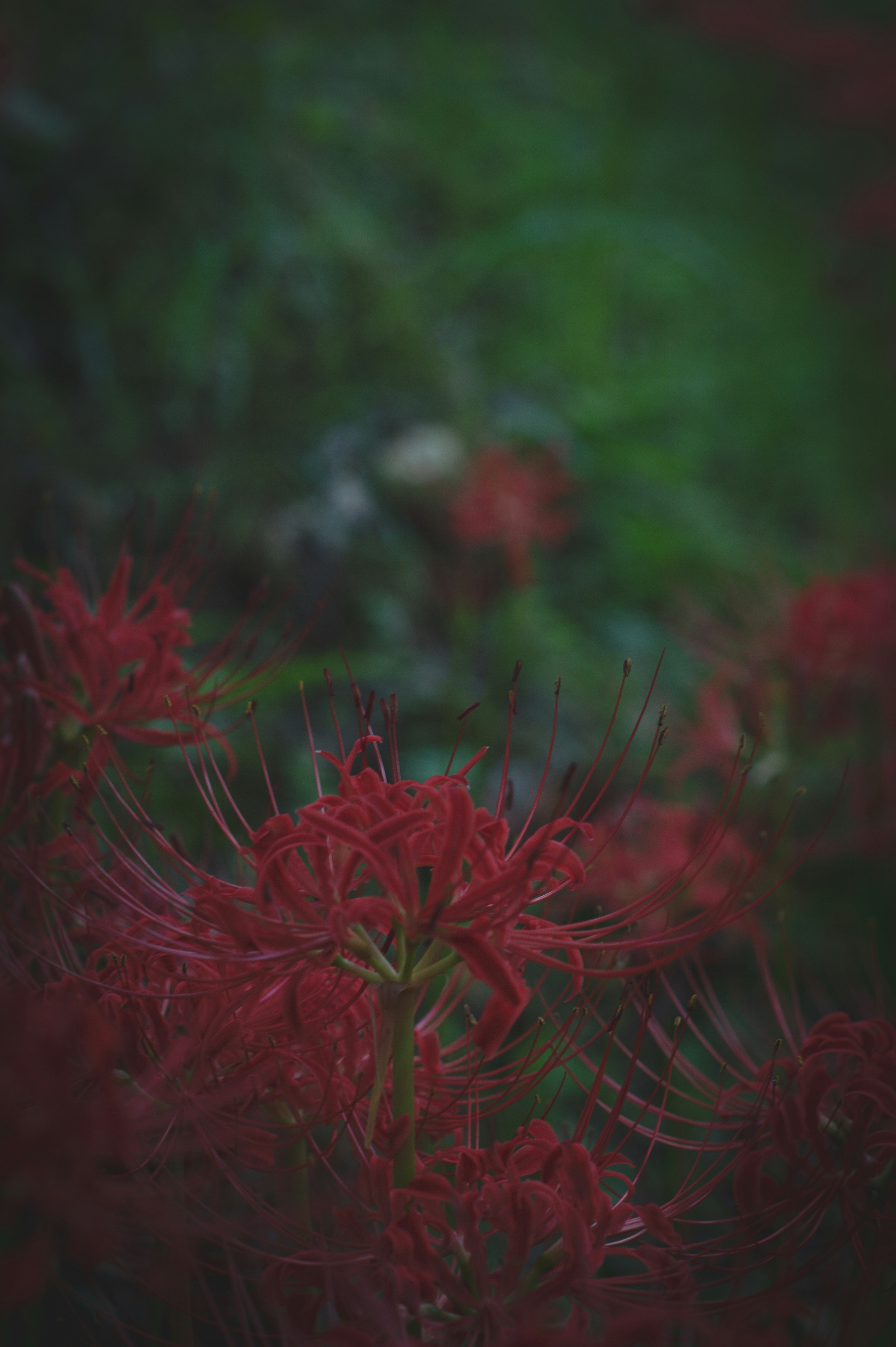 Crimson spider lilies drift in a dim garden, softly framed with a moody bokeh and a dark green backdrop.