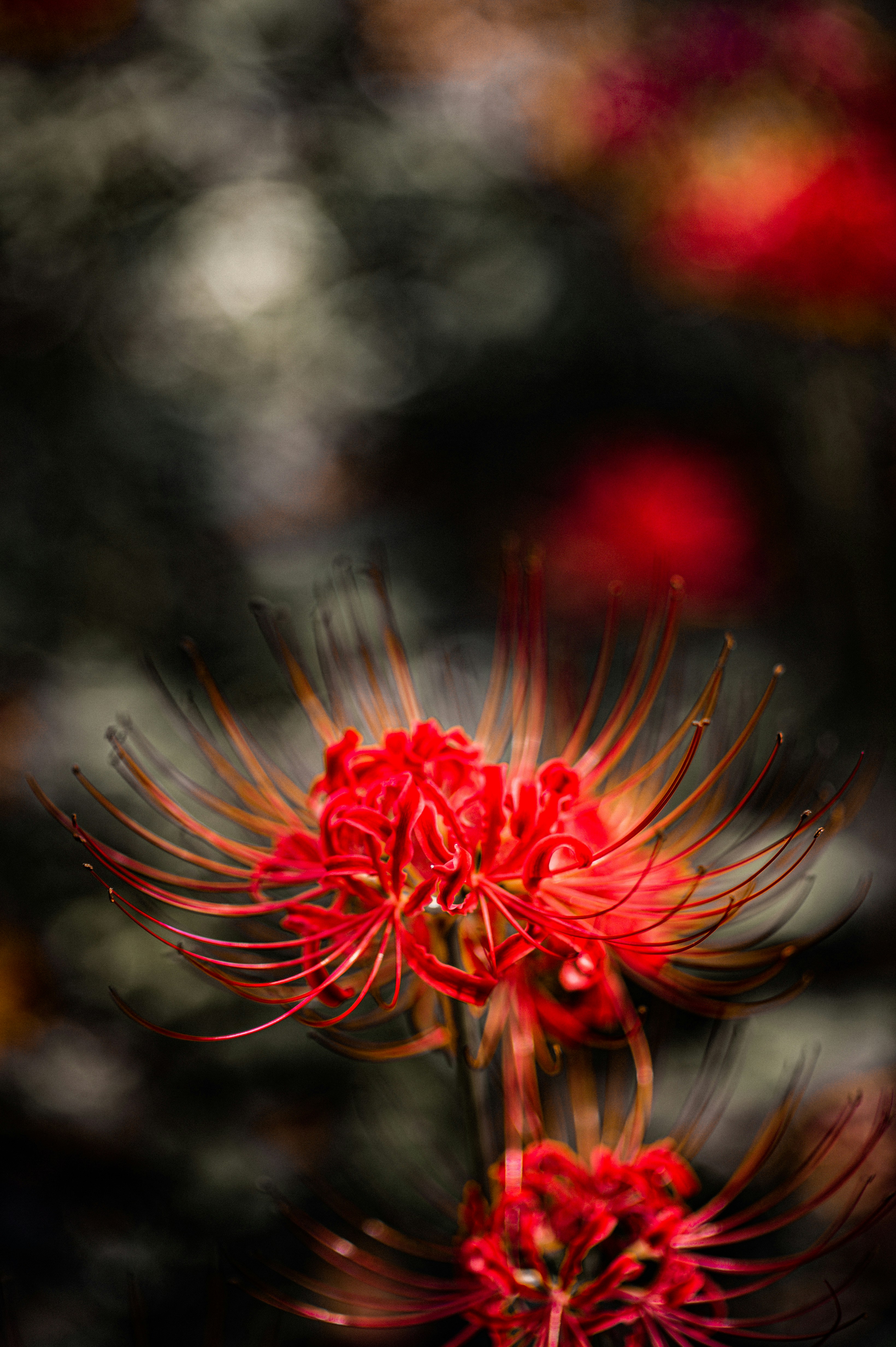 Red Spider Bloom: A Velvet Burst of Japanese Spider Lily