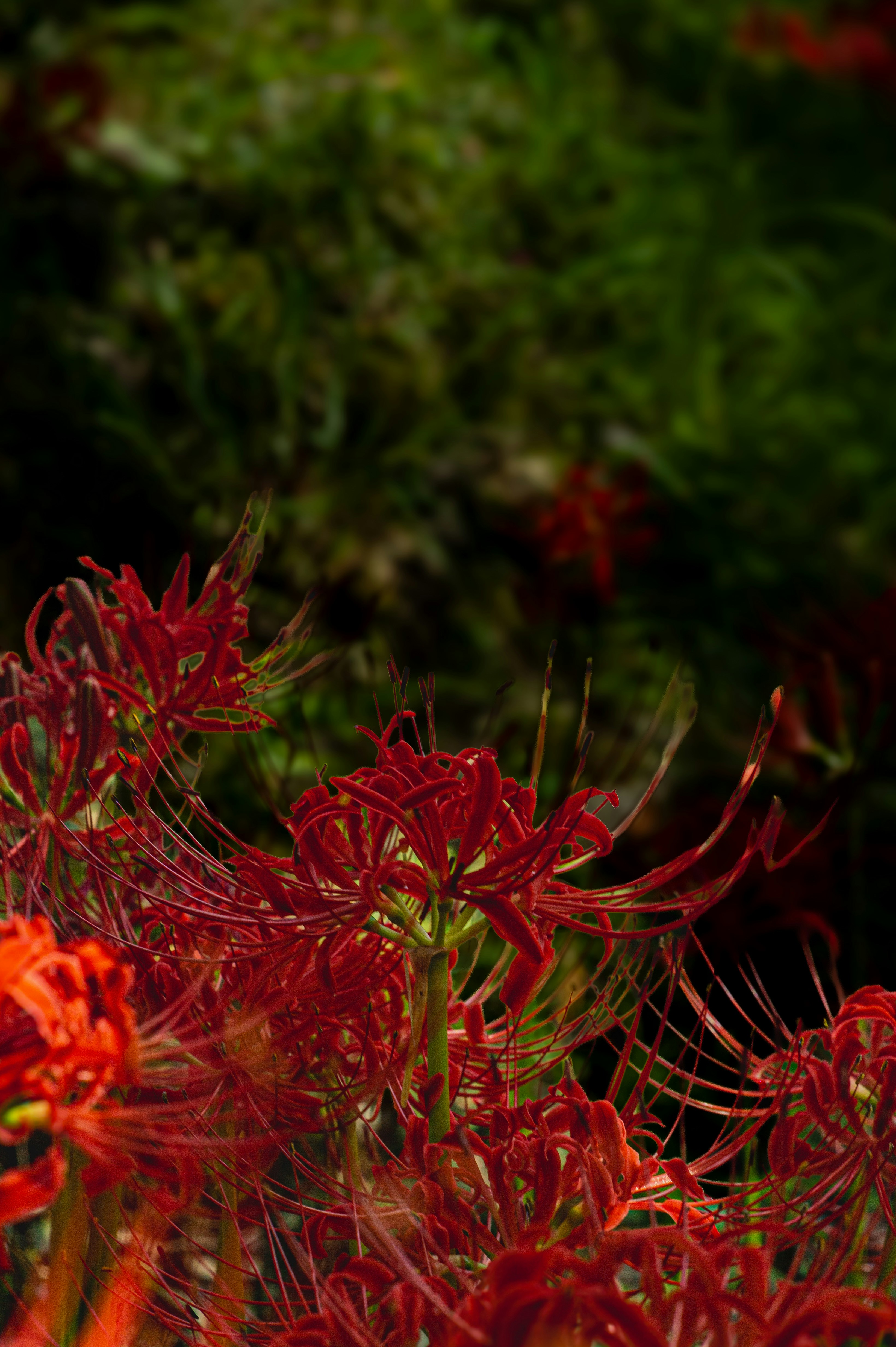 Red Spider-Lilies in a Quiet Garden Bloom