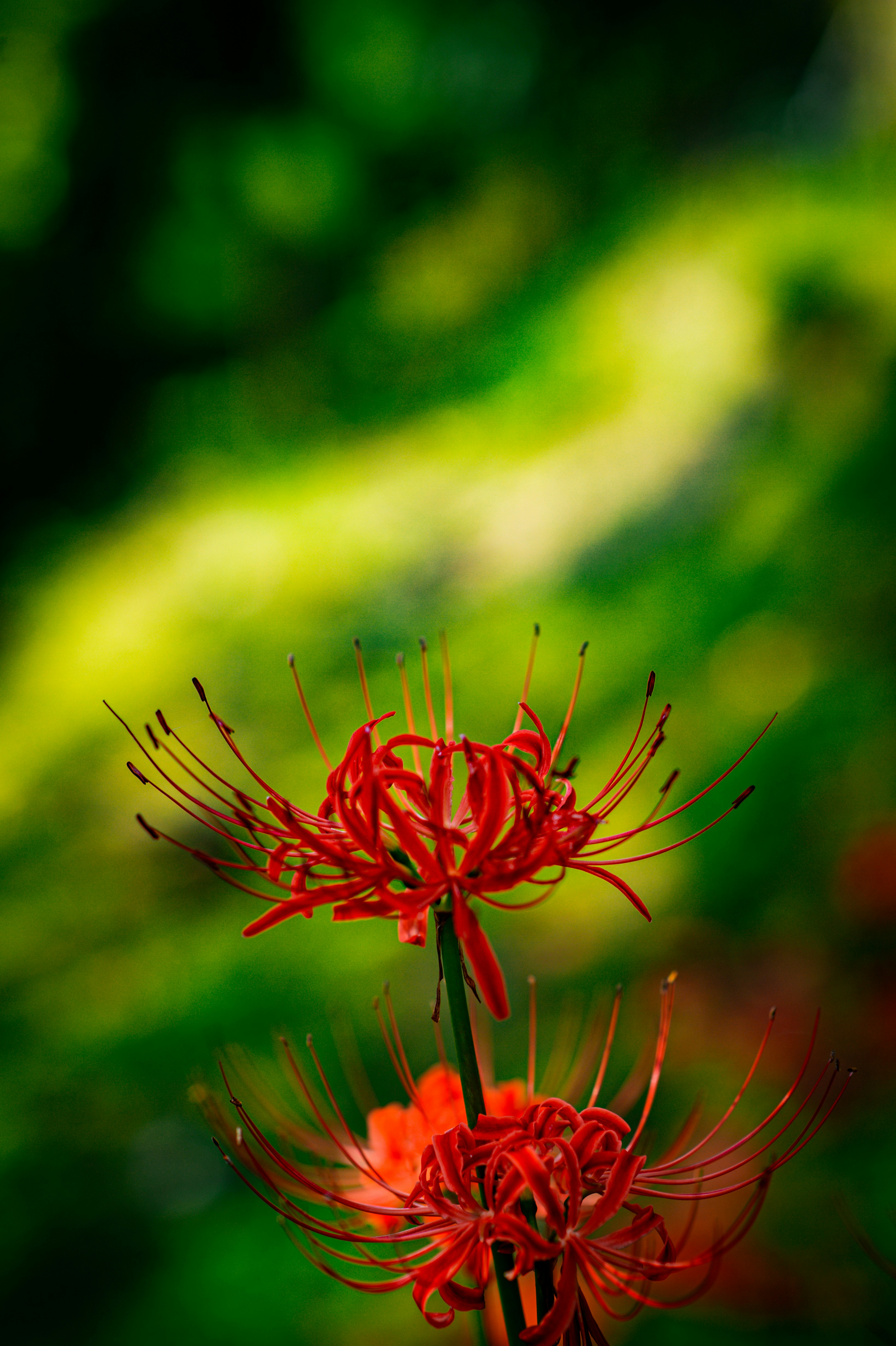 Red Spider Lilies Reaching for Sunlit Greens
