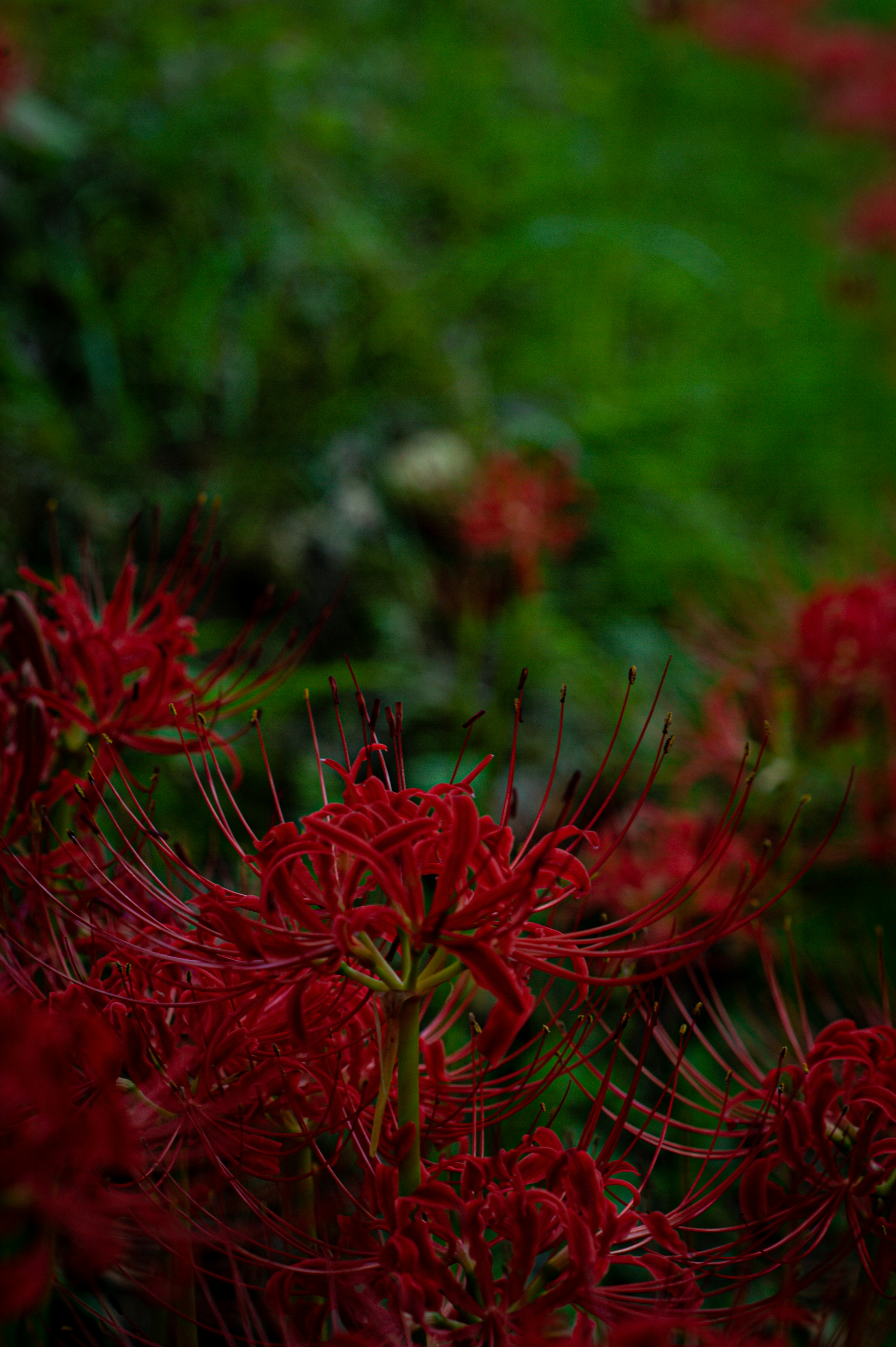 Crimson Spider-Lilies: A Burst of Red in a Quiet Garden