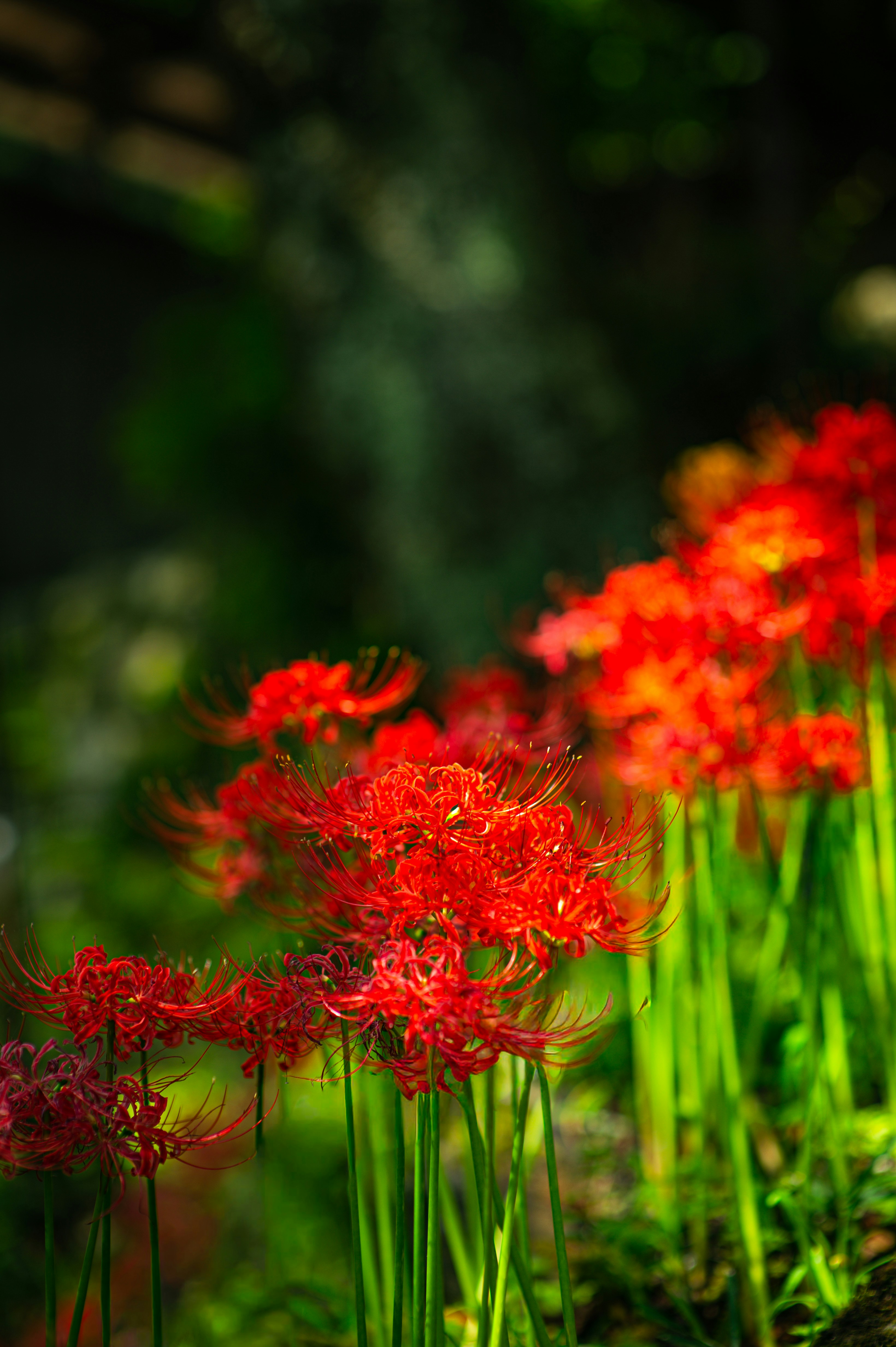 Crimson Cluster in a Sea of Green